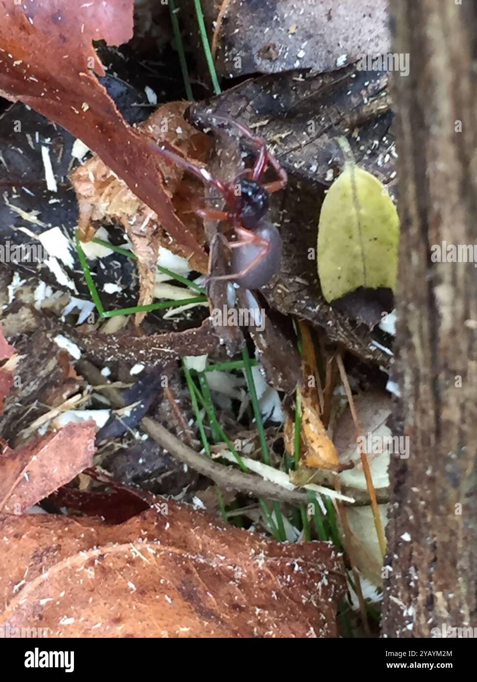 Broad-faced Sac Spider (Trachelas tranquillus) Arachnida Stock Photo ...