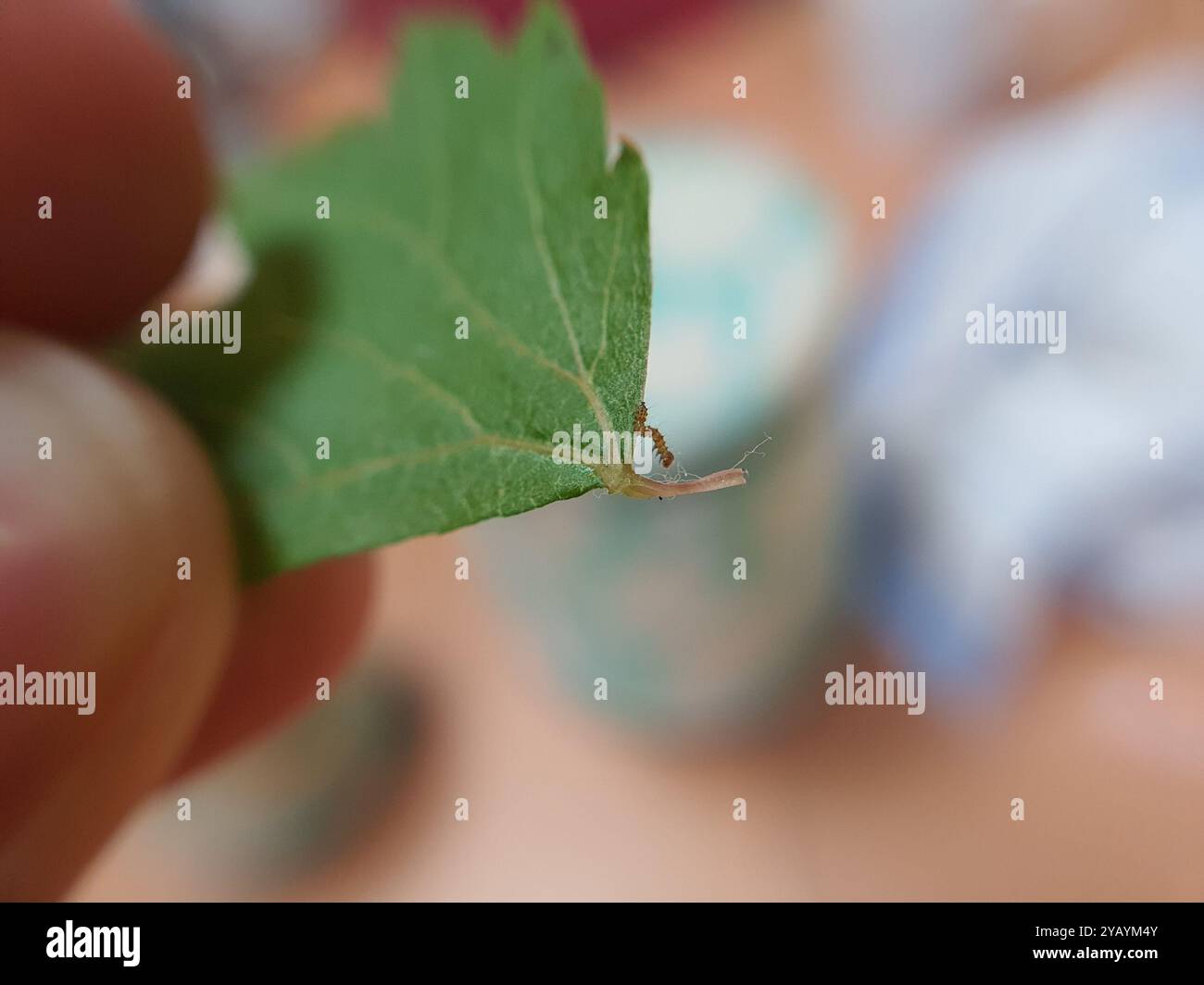 Australian Grapevine Moth (Phalaenoides glycinae) Insecta Stock Photo ...