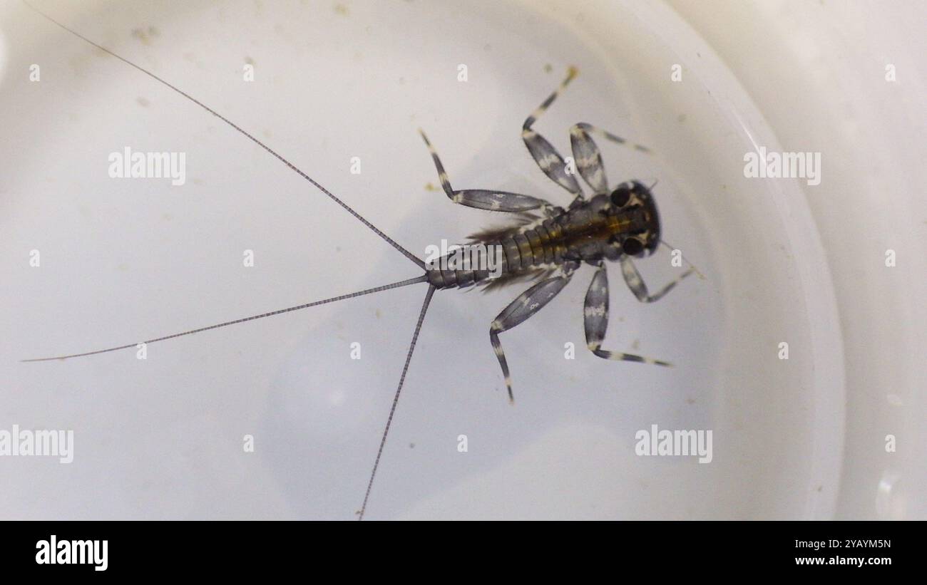 Light Cahills (Stenacron) Insecta Stock Photo - Alamy