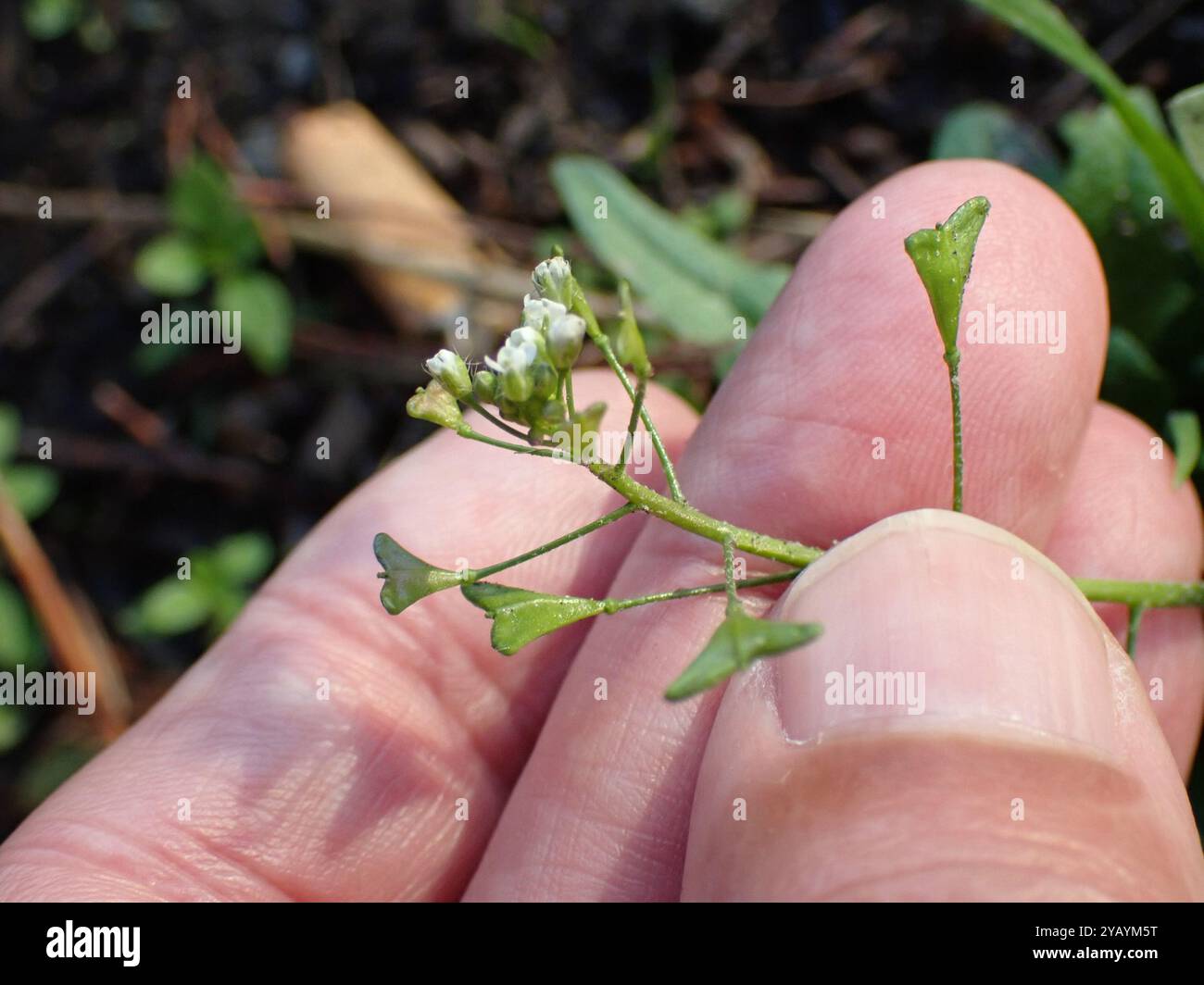 shepherd's-purse (Capsella bursa-pastoris) Plantae Stock Photo - Alamy