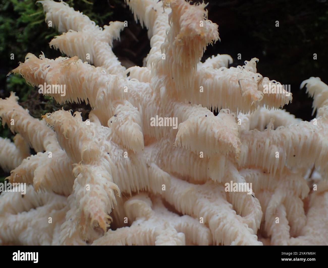 Coral tooth fungus (Hericium coralloides) Fungi Stock Photo - Alamy