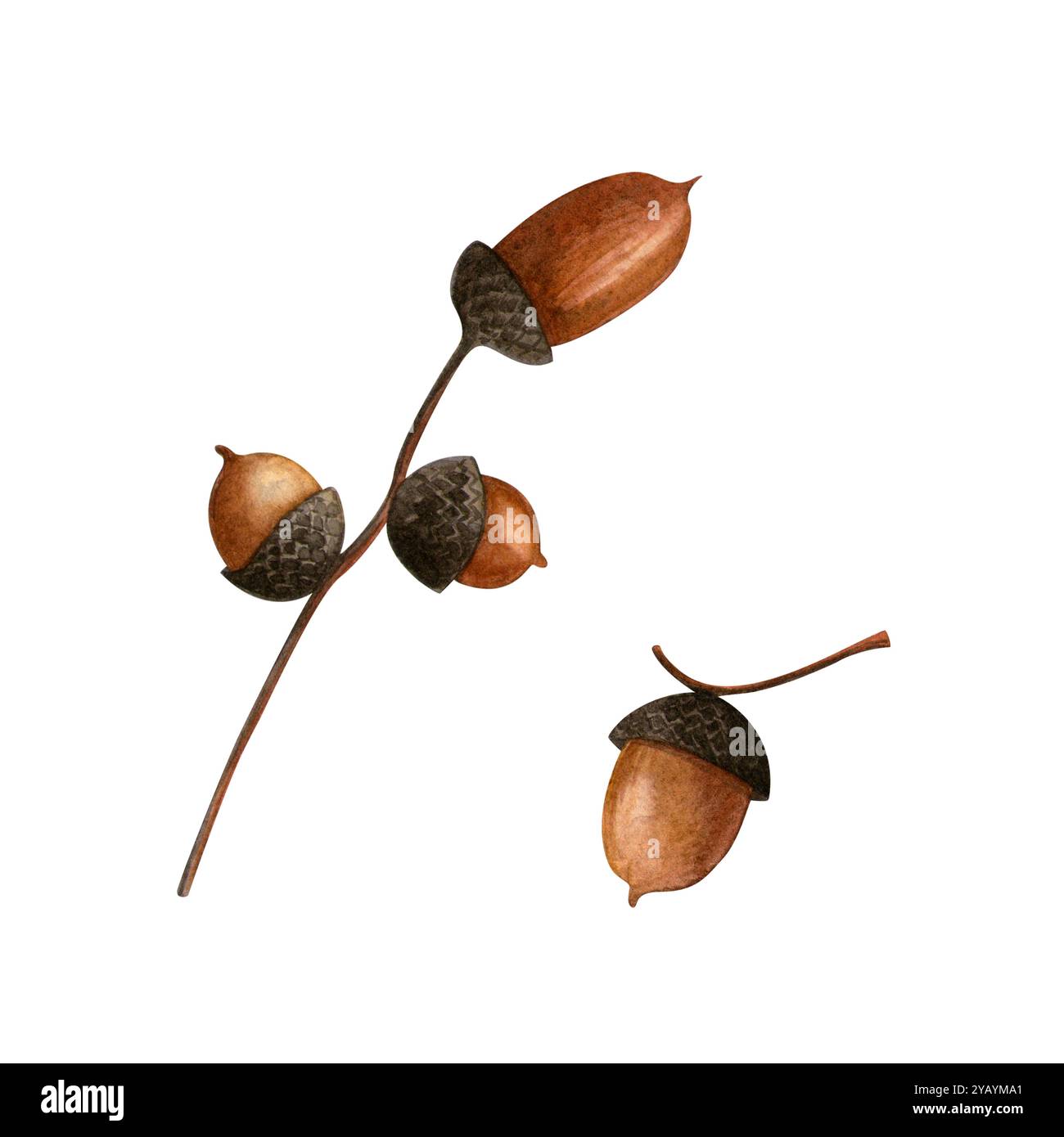 Acorns set. Autumn botanical watercolor illustration. Isolated ...