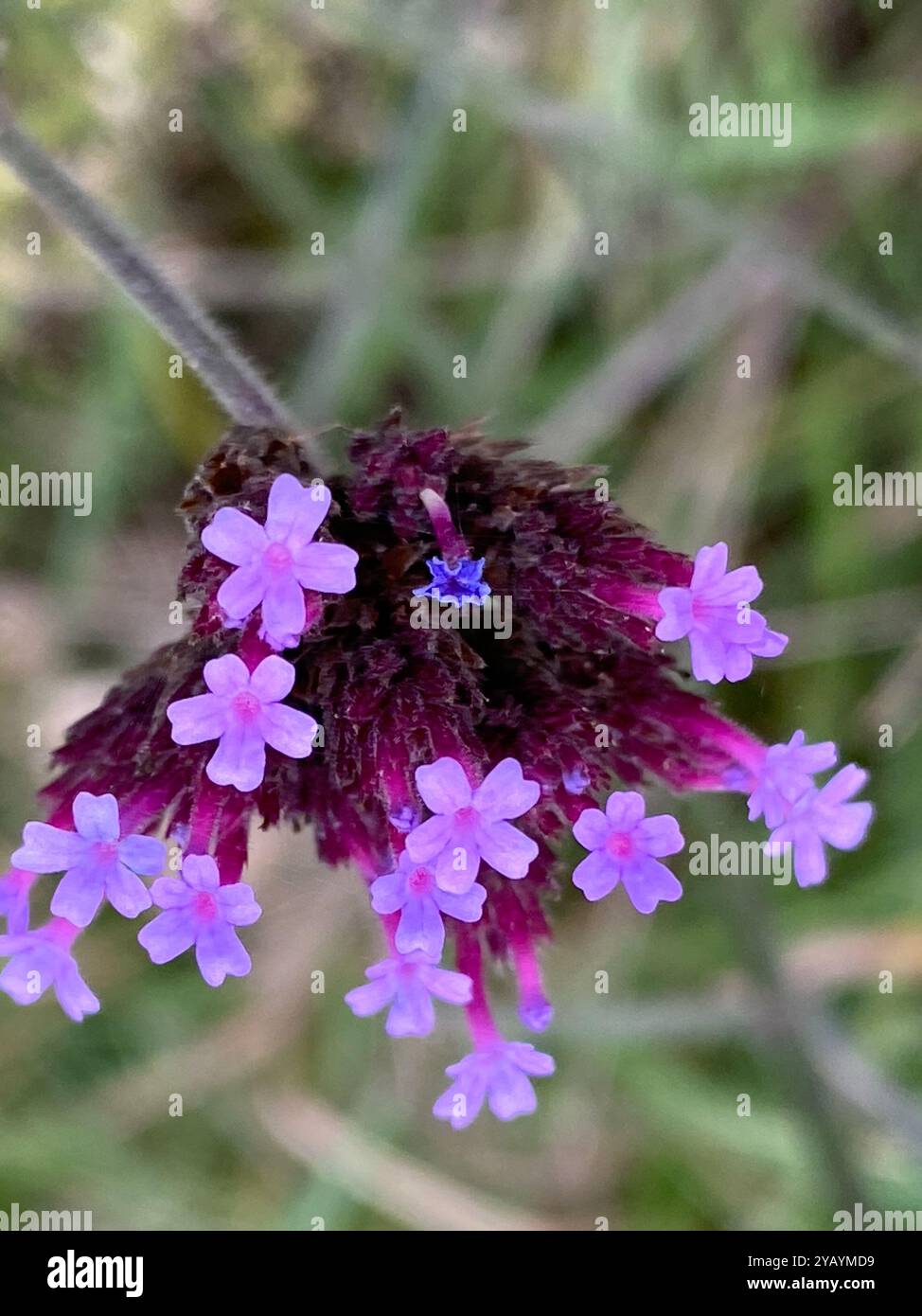 purpletop vervain (Verbena bonariensis) Plantae Stock Photo - Alamy