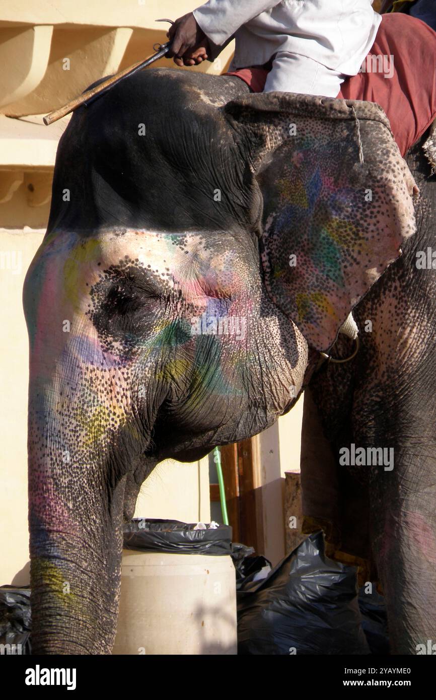 Elephant, Amber fort, surrounding of Jaipur, Rajasthan, India Stock ...