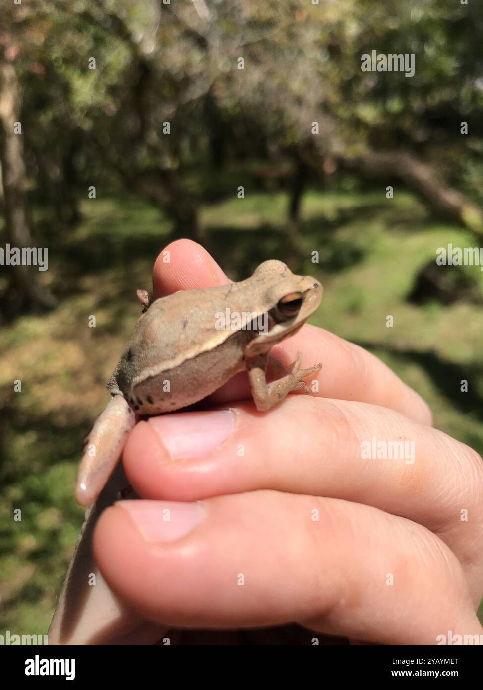 Montevideo tree frog hi-res stock photography and images - Alamy