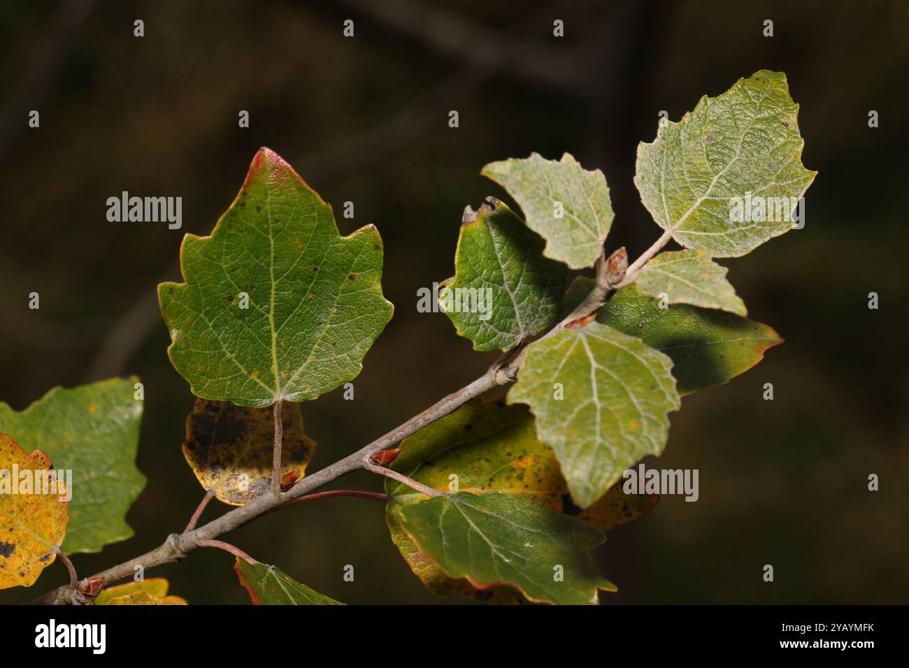 white poplar (Populus alba) Plantae Stock Photo - Alamy