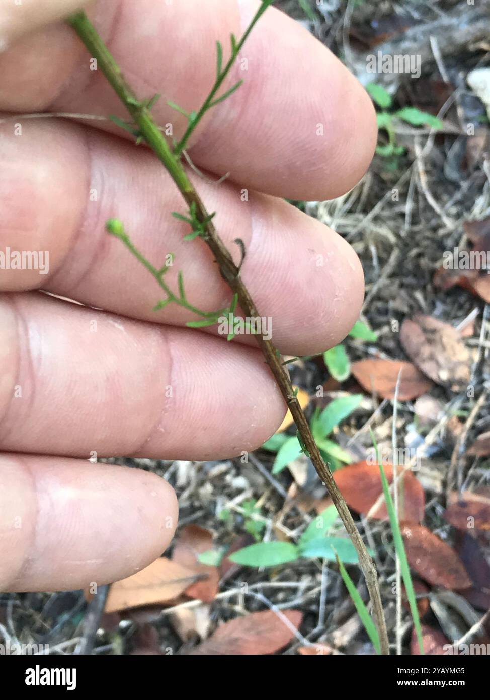 prairie broomweed (Amphiachyris dracunculoides) Plantae Stock Photo - Alamy