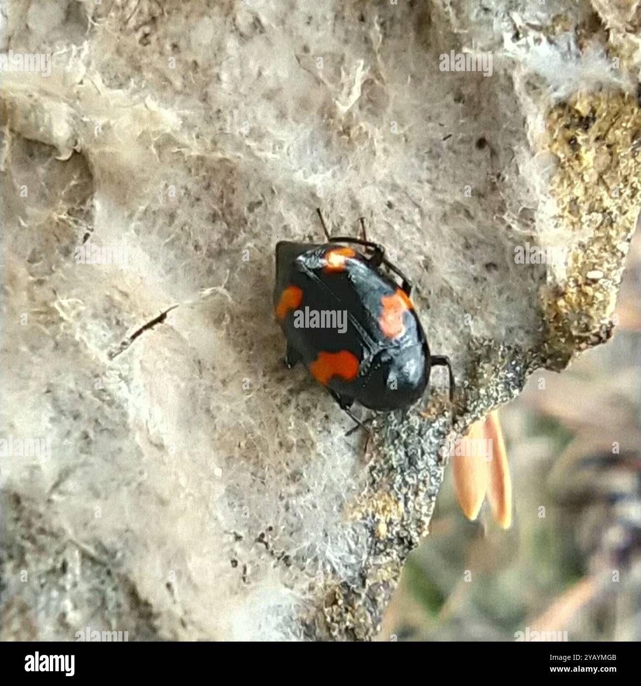 Orange-spotted Scaphidium (Scaphidium quadrimaculatum) Insecta Stock ...