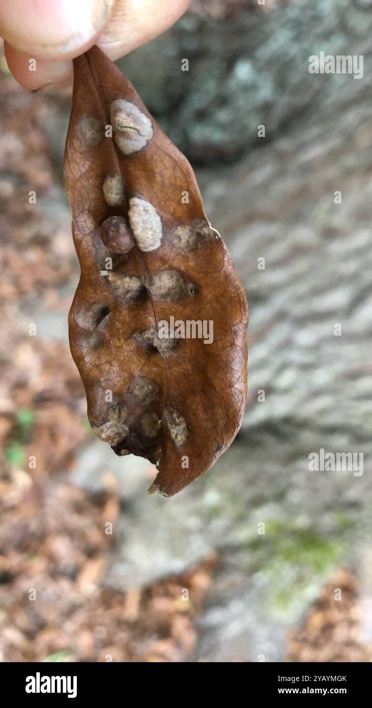 Oak Leaf Gall Midge (Polystepha pilulae) Insecta Stock Photo - Alamy