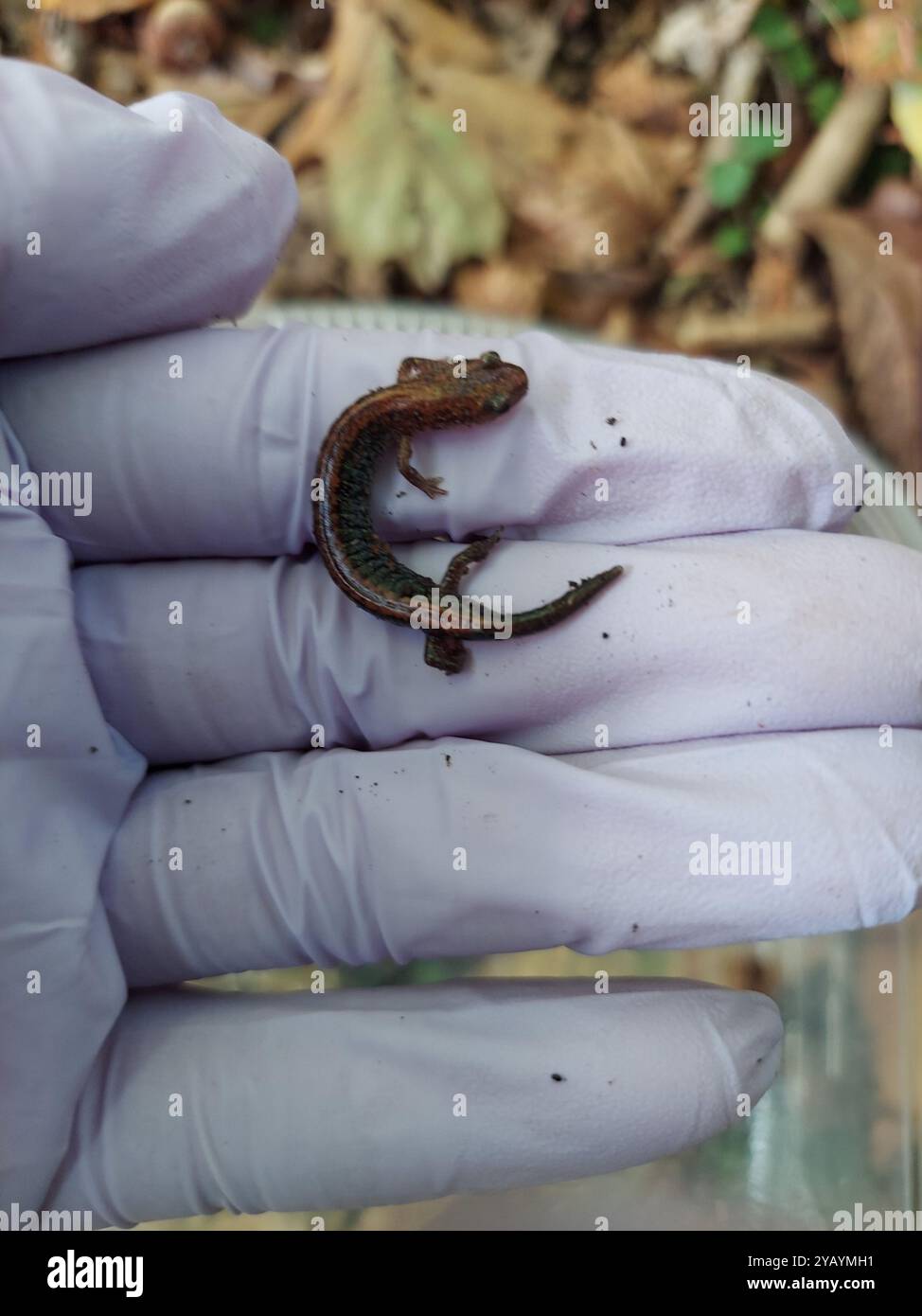Eastern Red-backed Salamander (Plethodon cinereus) Amphibia Stock Photo ...