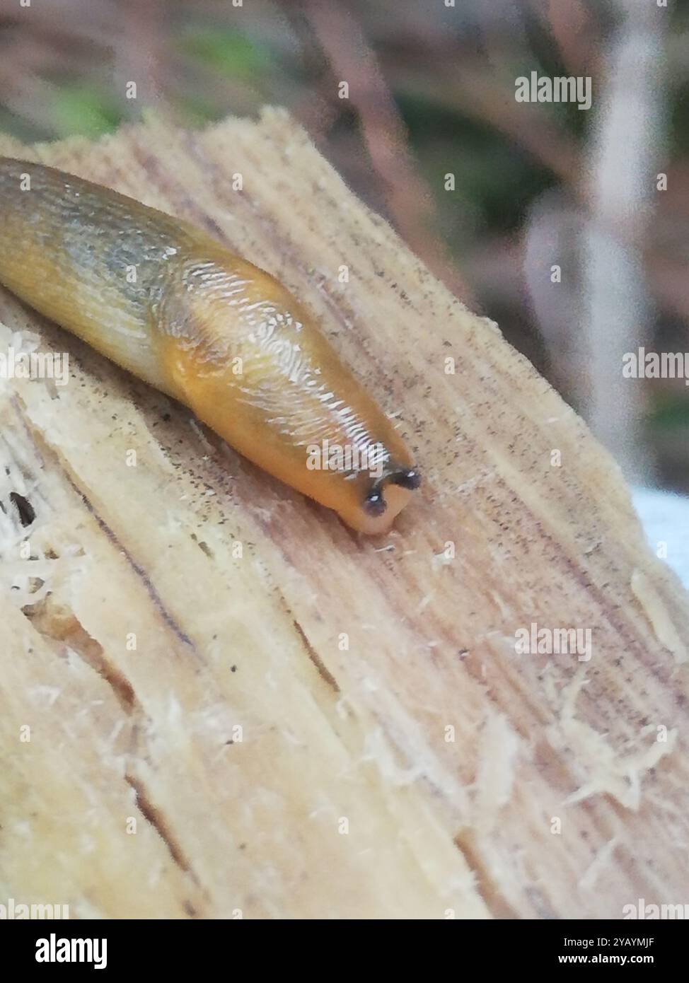 Lemon Slug (Malacolimax tenellus) Mollusca Stock Photo - Alamy
