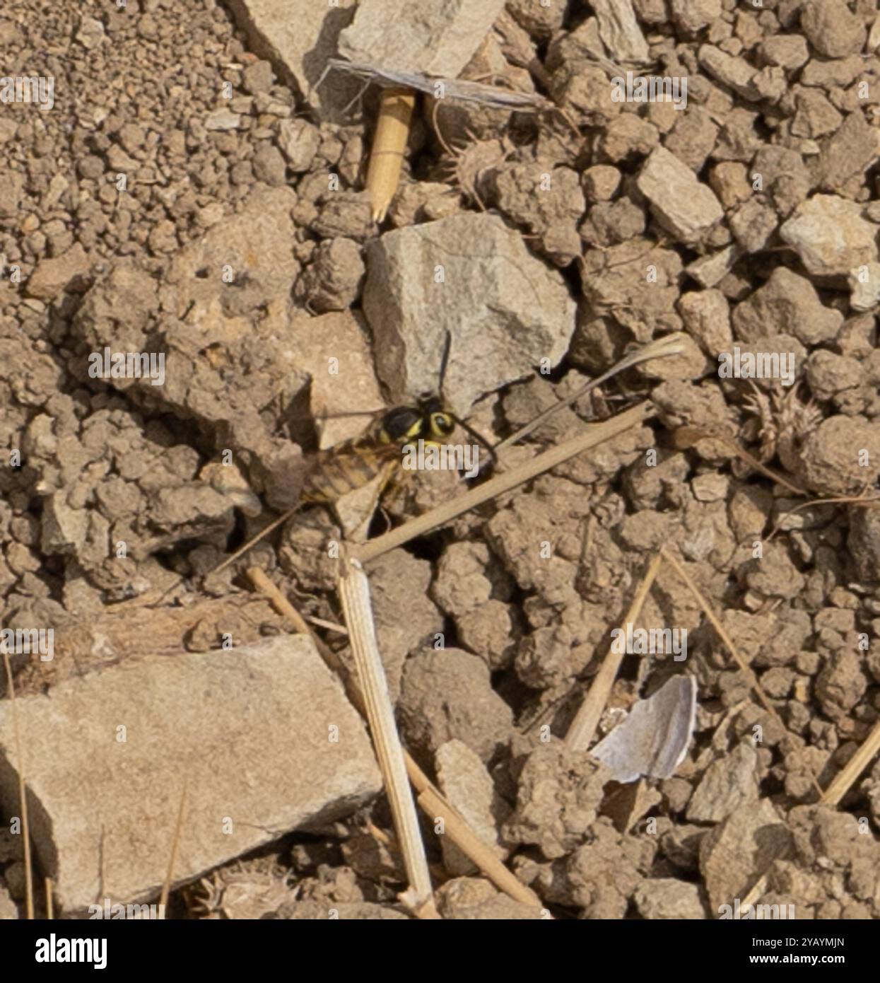 Western Yellowjacket (Vespula pensylvanica) Insecta Stock Photo - Alamy