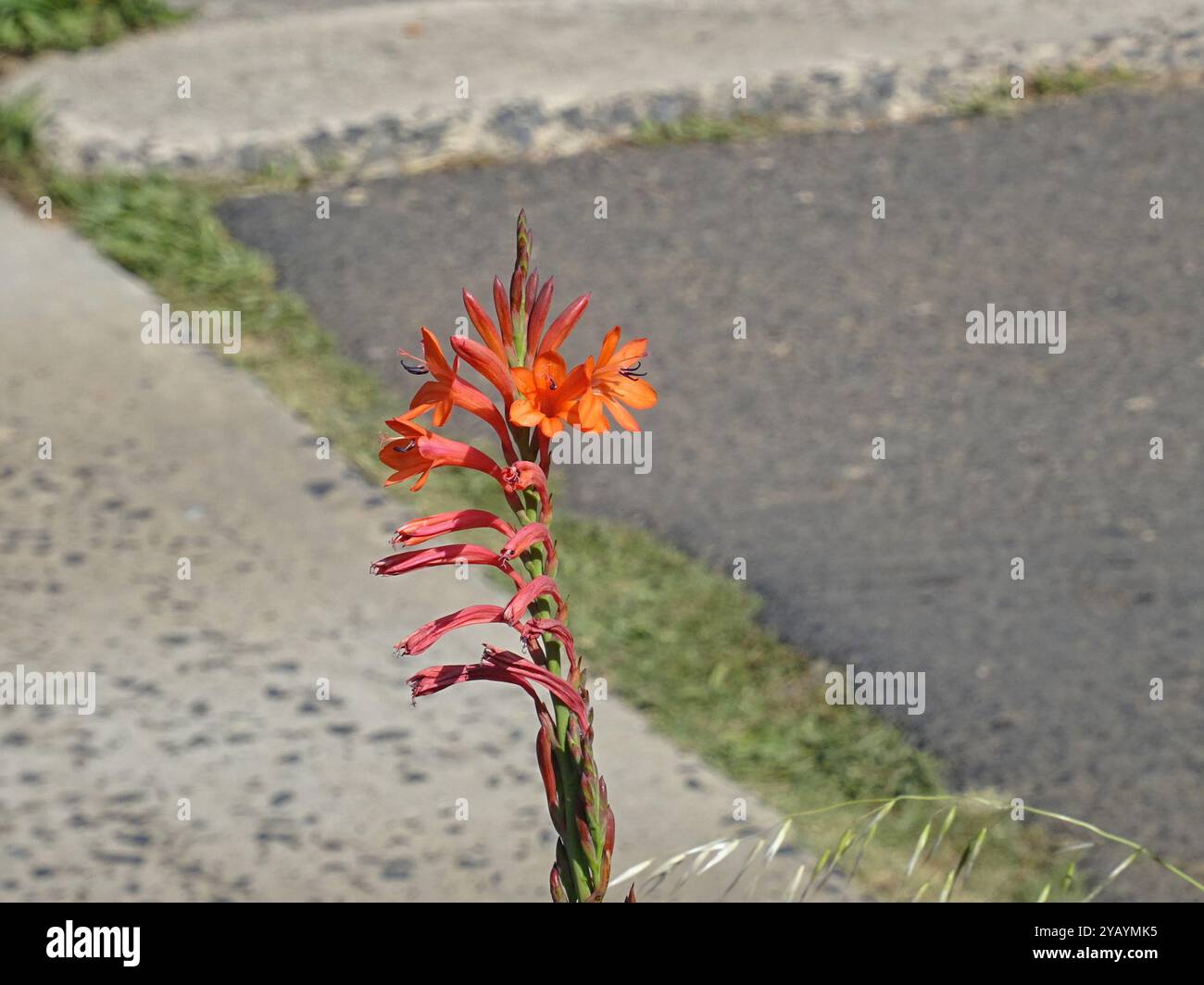 Bulbil Bugle-lily (Watsonia meriana) Plantae Stock Photo - Alamy