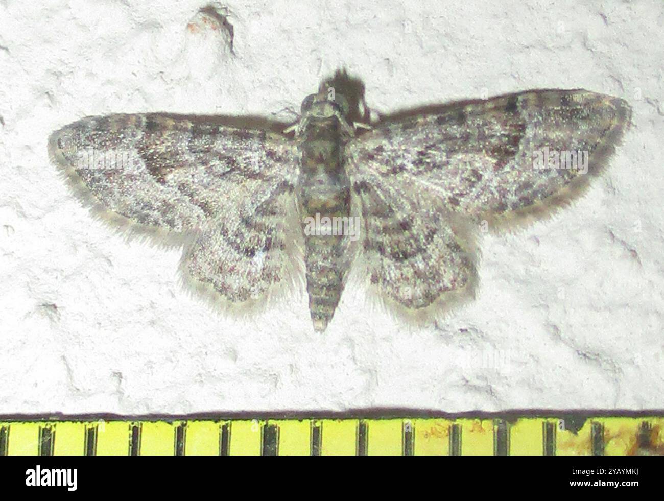 Geometer Moths (Geometridae) Insecta Stock Photo - Alamy