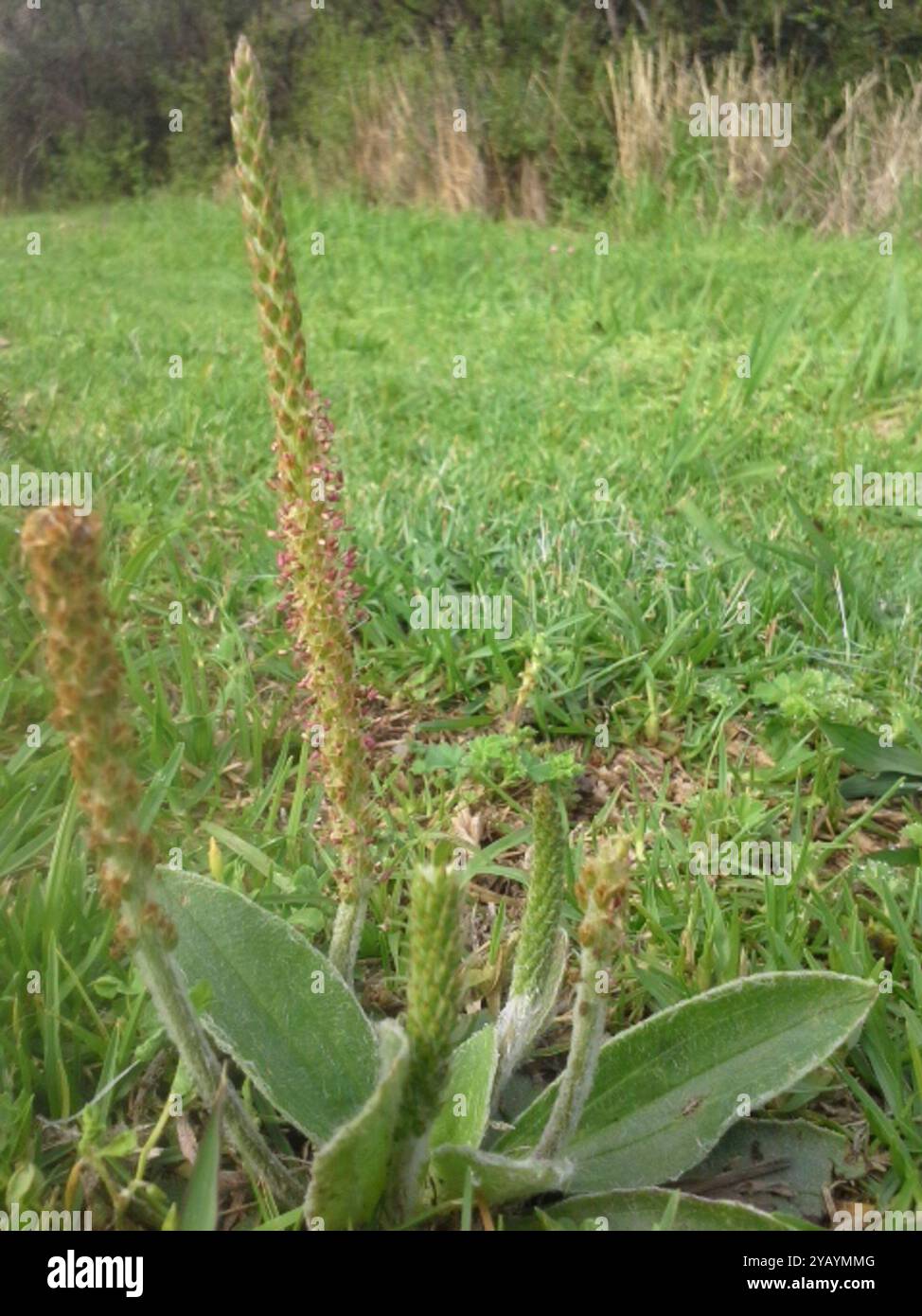 Dwarf Plantain (Plantago tomentosa) Plantae Stock Photo - Alamy