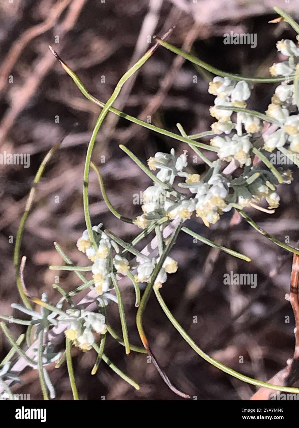 sand sagebrush (Artemisia filifolia) Plantae Stock Photo - Alamy