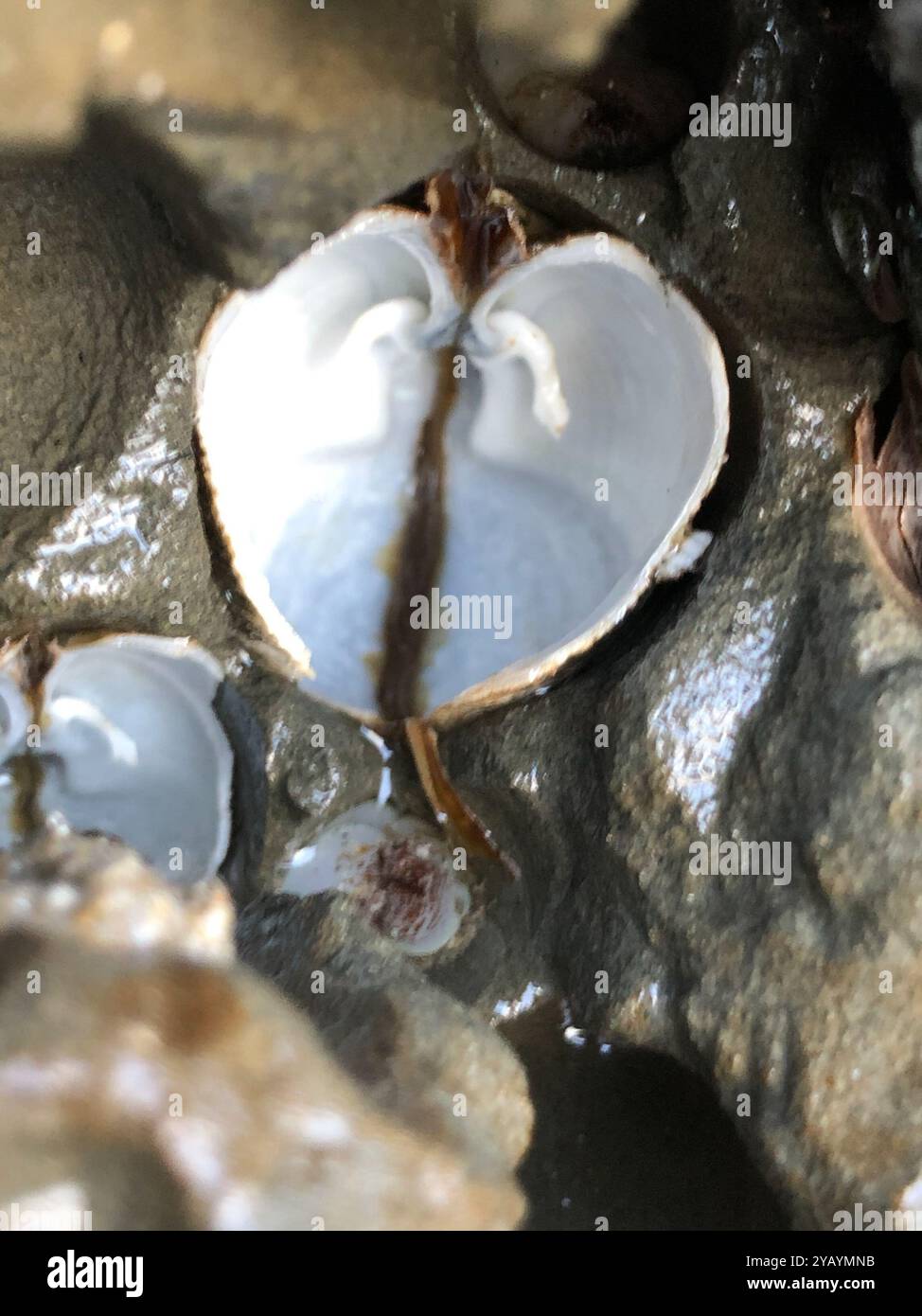 Piddocks and Angelwings (Pholadidae) Mollusca Stock Photo - Alamy