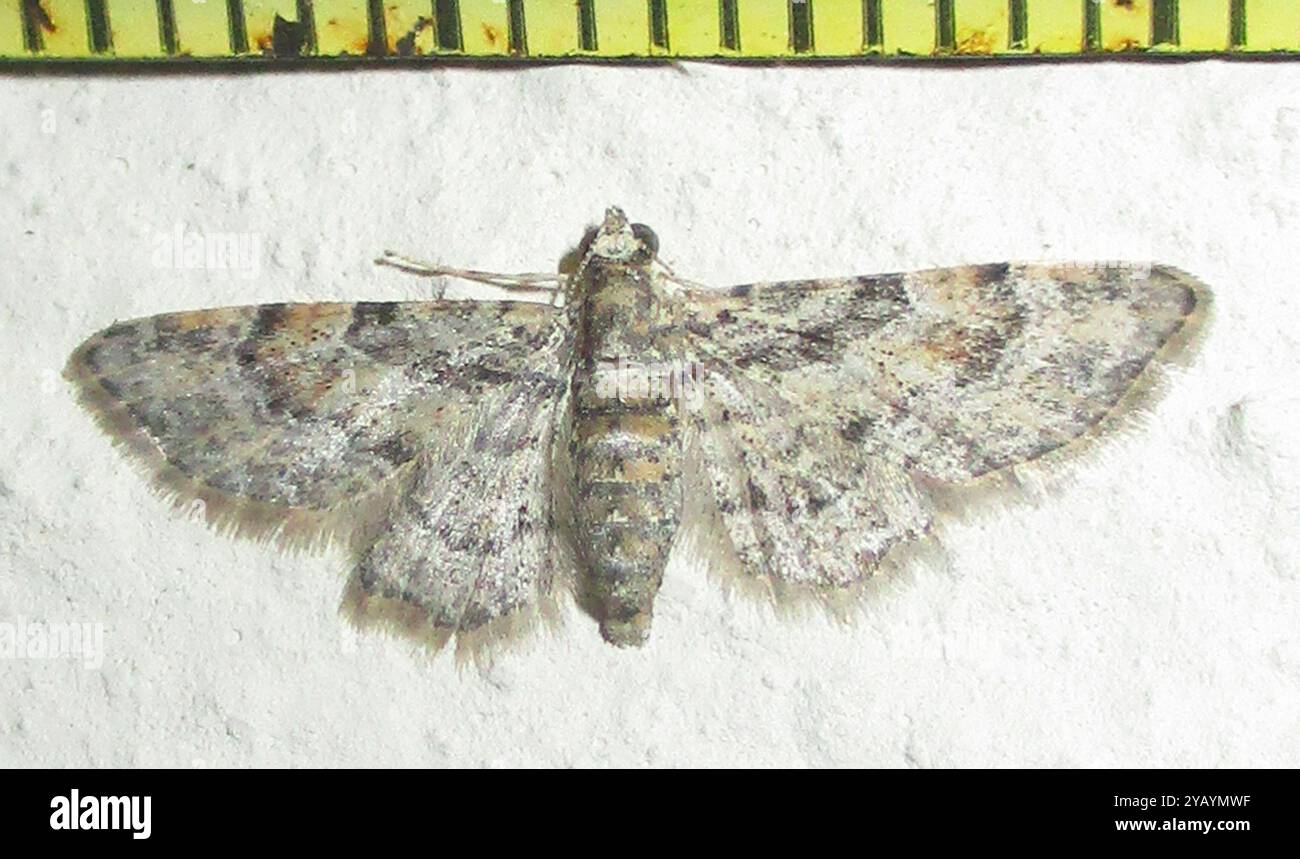 Geometer Moths (Geometridae) Insecta Stock Photo - Alamy