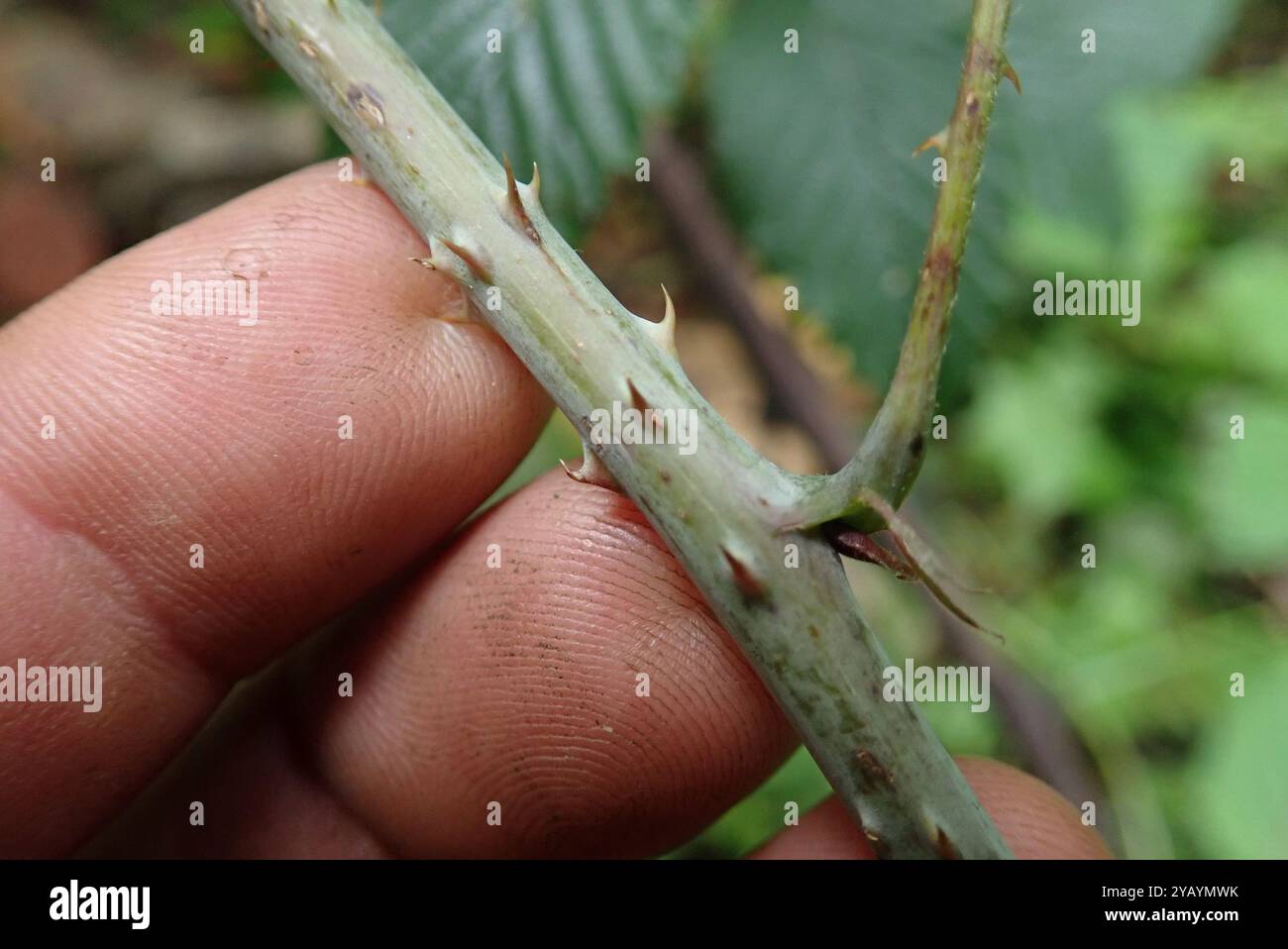 South African Raspberry (Rubus pinnatus) Plantae Stock Photo - Alamy