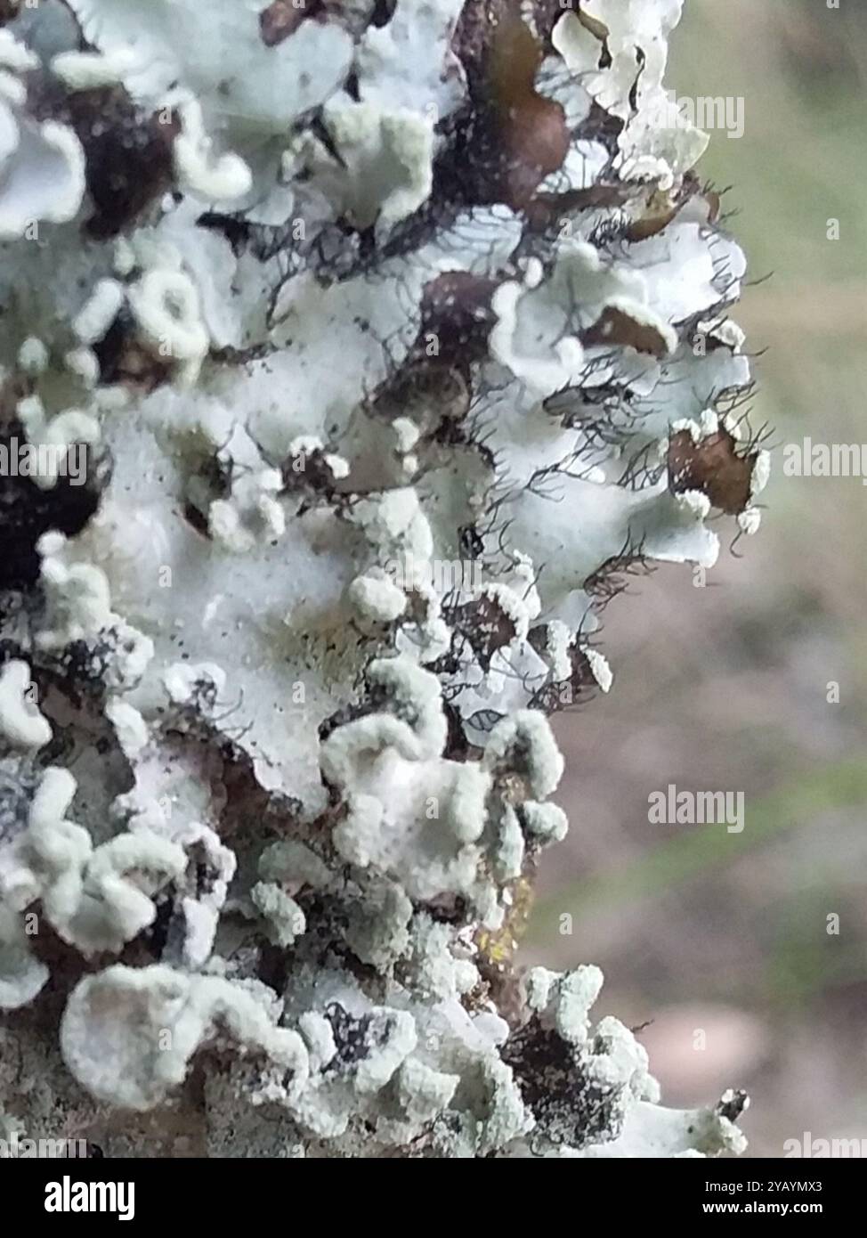 powdered ruffle lichen (Parmotrema hypotropum) Fungi Stock Photo - Alamy
