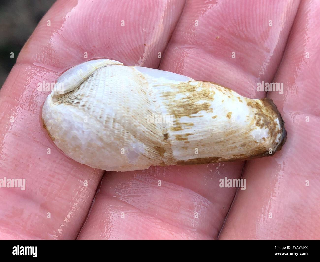 Penitella penita hi-res stock photography and images - Alamy