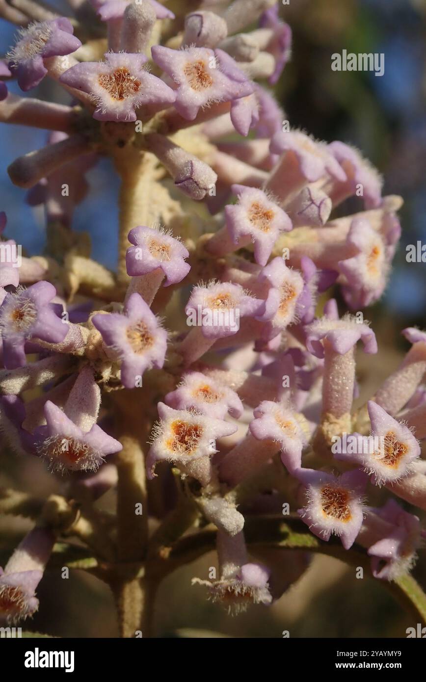 Sagewood (Buddleja salviifolia) Plantae Stock Photo - Alamy