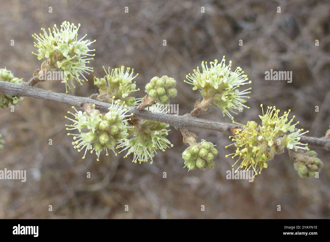 russet bushwillow (Combretum hereroense) Plantae Stock Photo - Alamy