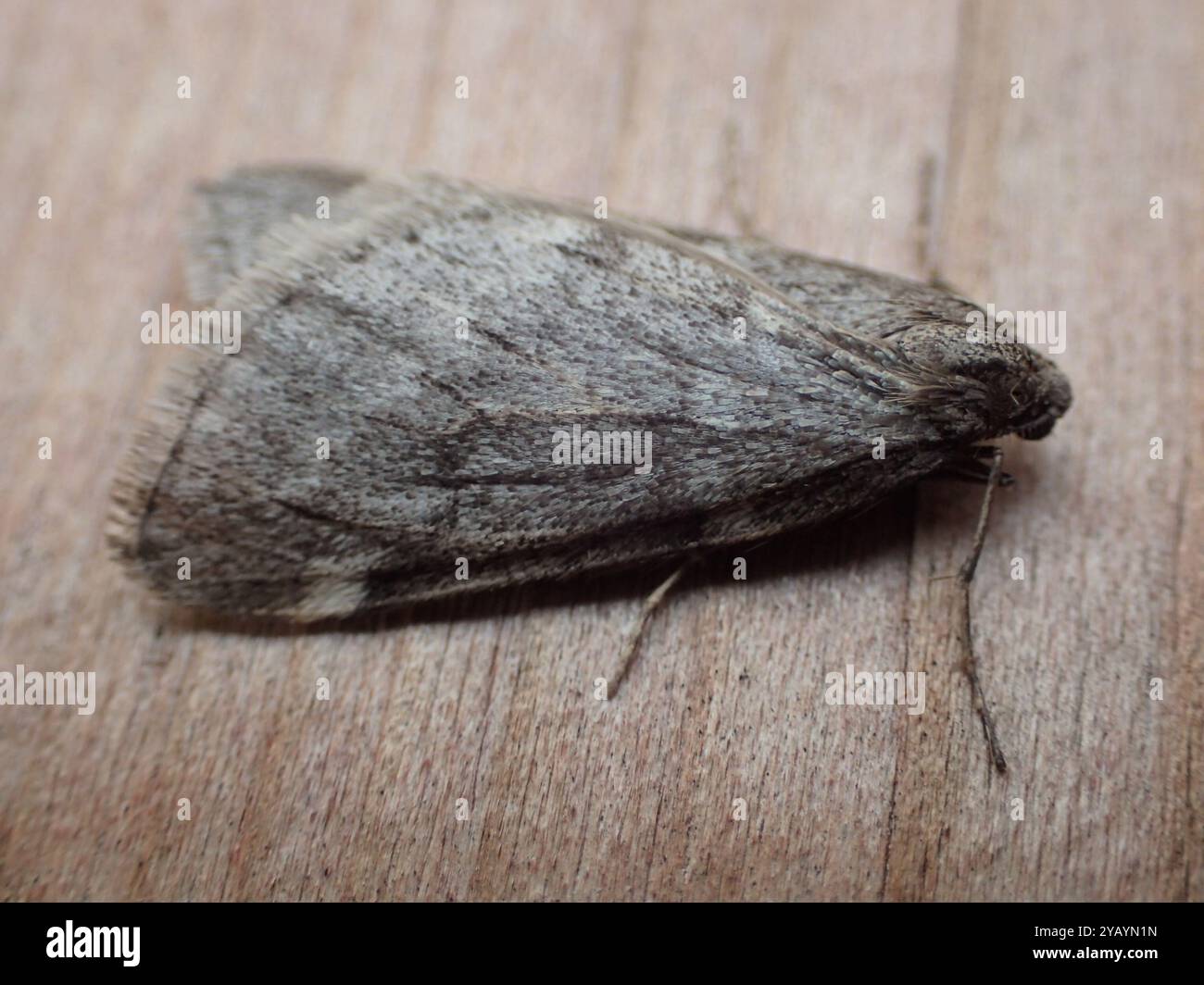 Fall Cankerworm Moth (Alsophila pometaria) Insecta Stock Photo - Alamy