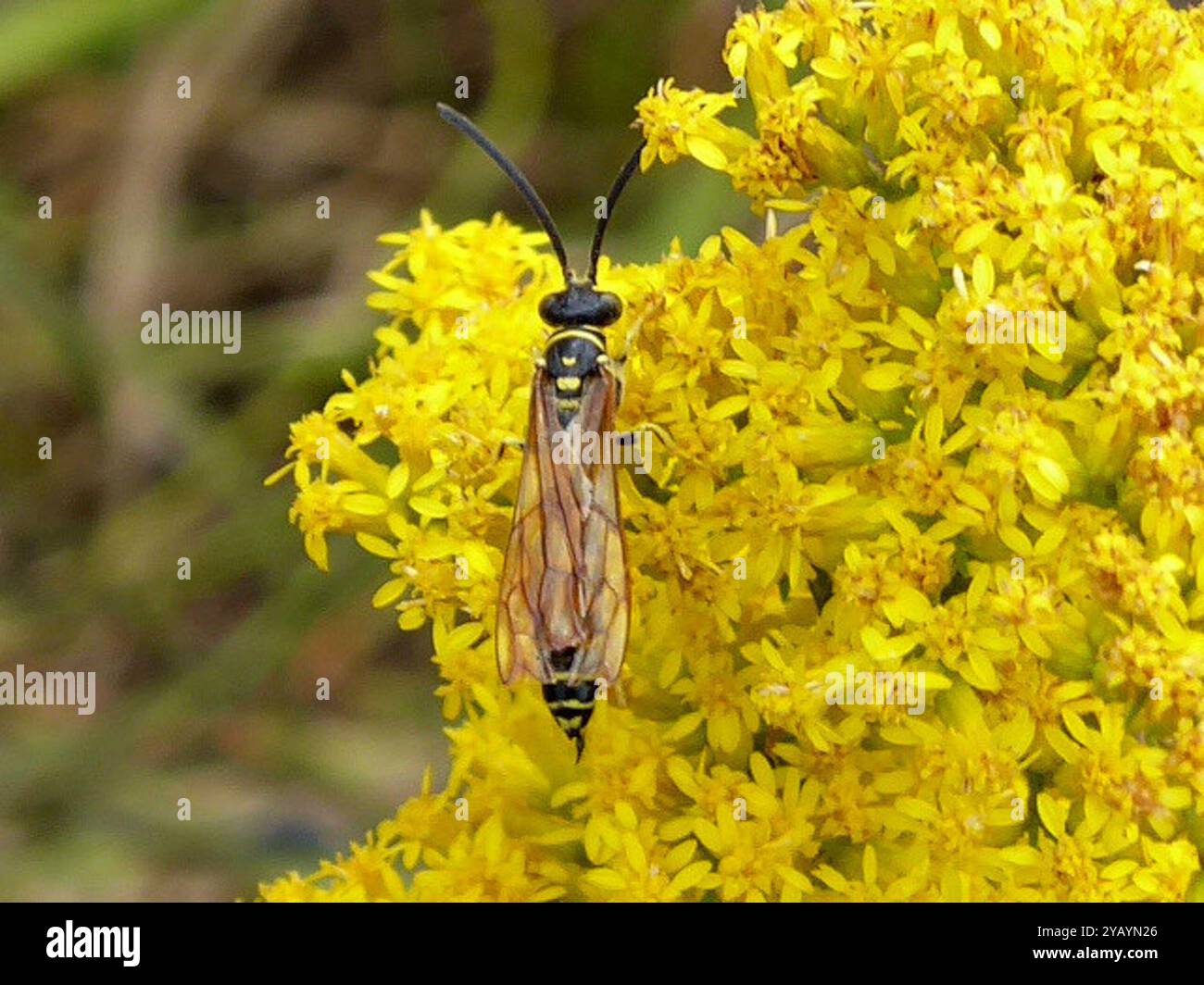 Five-banded Thynnid Wasp (Myzinum quinquecinctum) Insecta Stock Photo ...