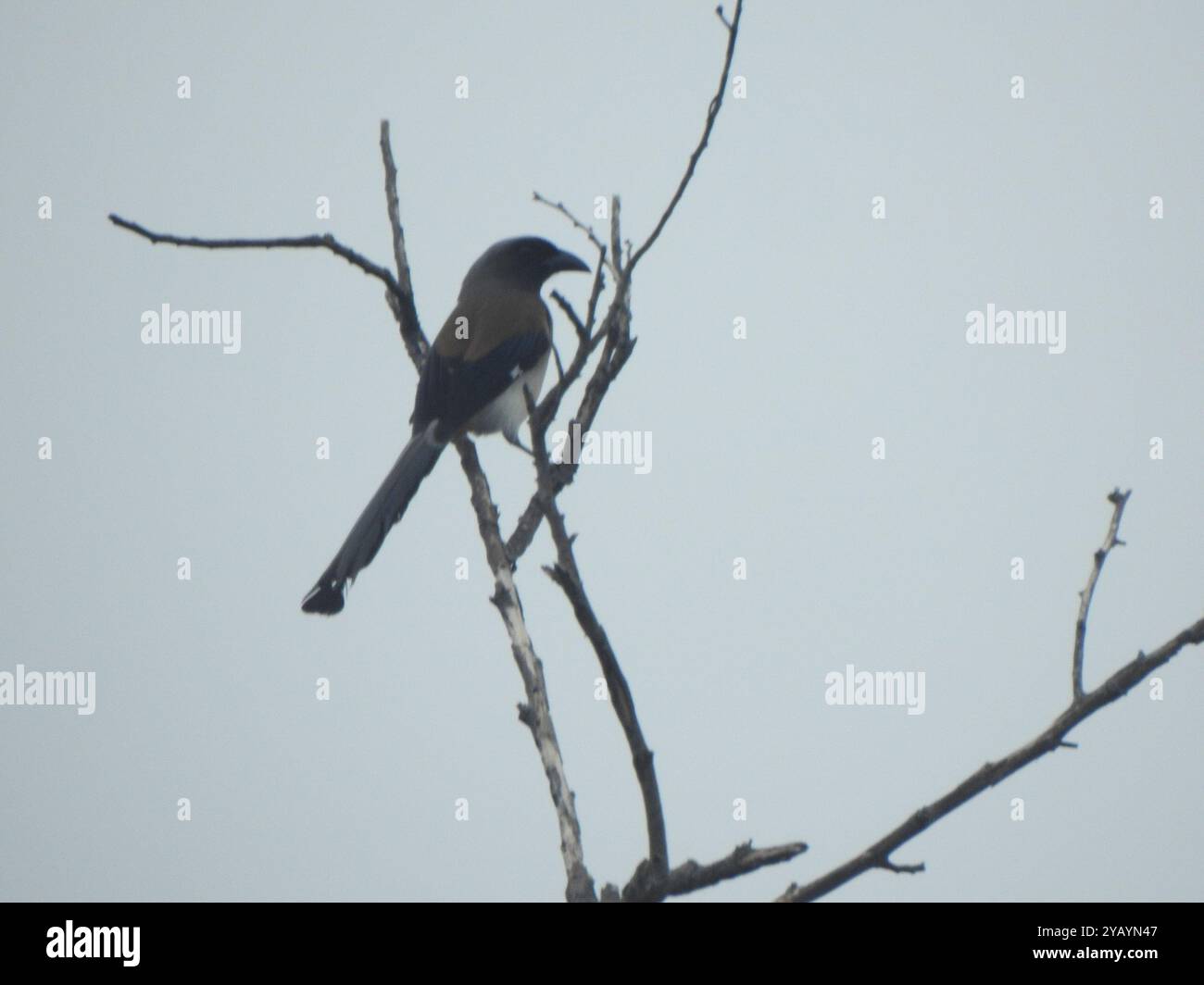 Gray Treepie (Dendrocitta formosae) Aves Stock Photo - Alamy