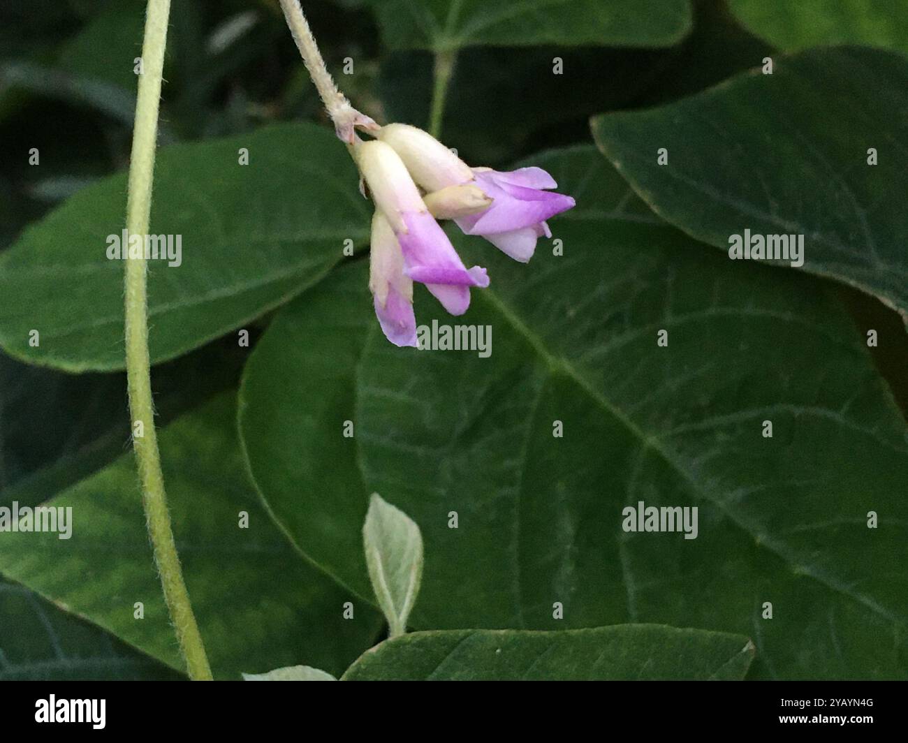 American hog-peanut (Amphicarpaea bracteata) Plantae Stock Photo - Alamy