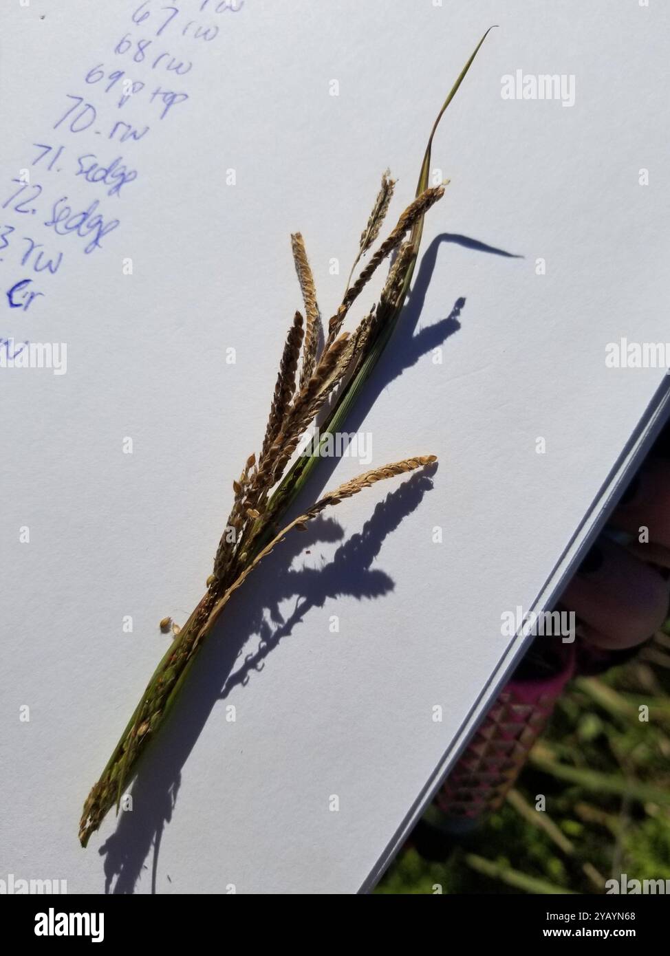 Vasey Grass (Paspalum urvillei) Plantae Stock Photo - Alamy