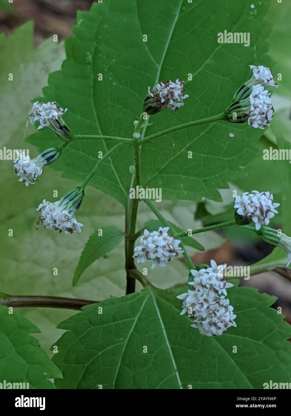 white snakeroot (Ageratina altissima) Plantae Stock Photo - Alamy