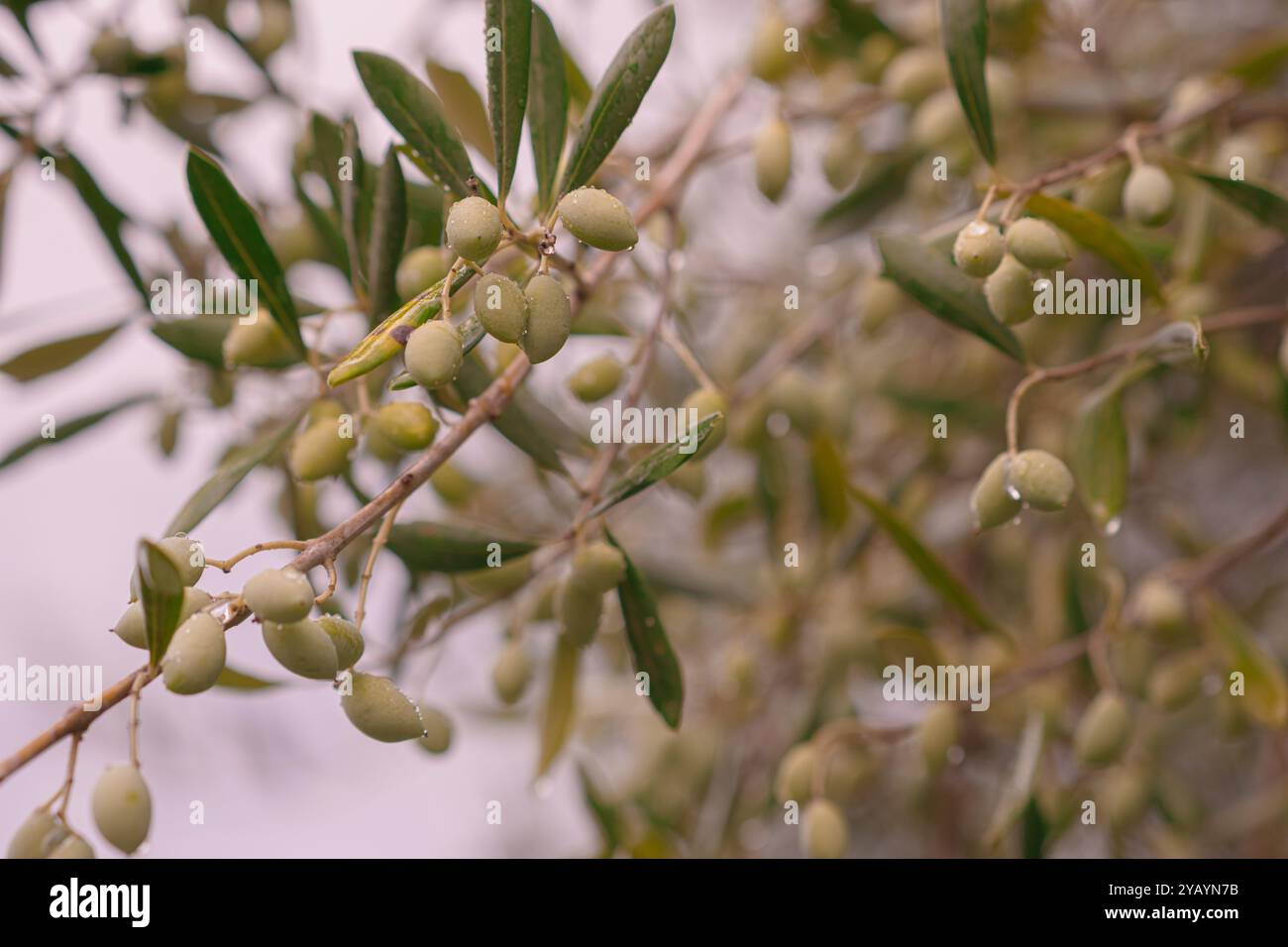 Olive tree branch close up dew hi-res stock photography and images - Alamy