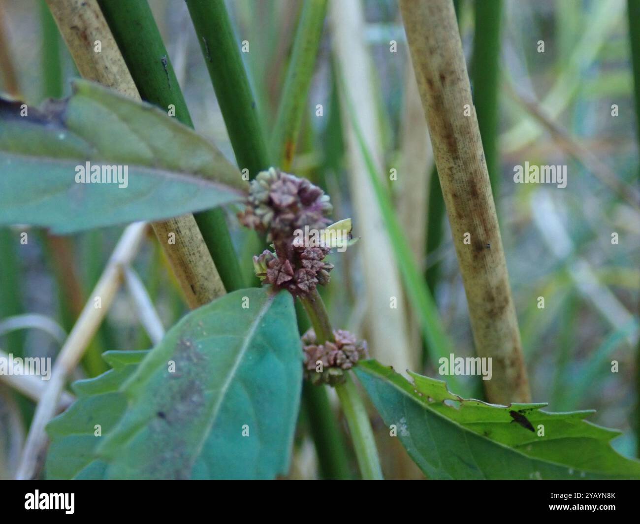 northern bugleweed (Lycopus uniflorus) Plantae Stock Photo - Alamy