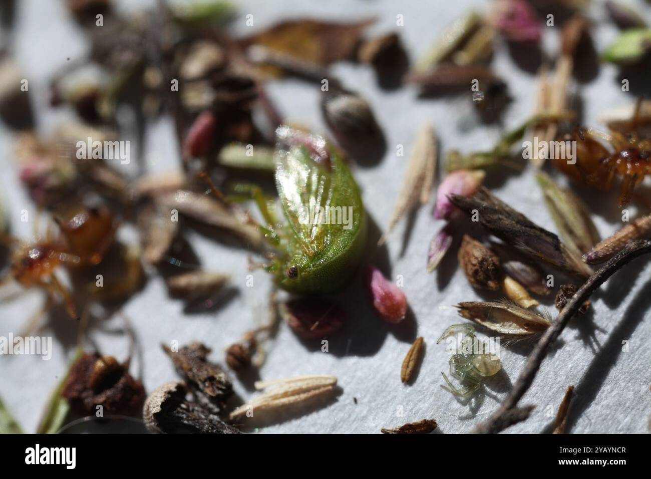 Buffalo Treehoppers and allies (Ceresini) Insecta Stock Photo - Alamy