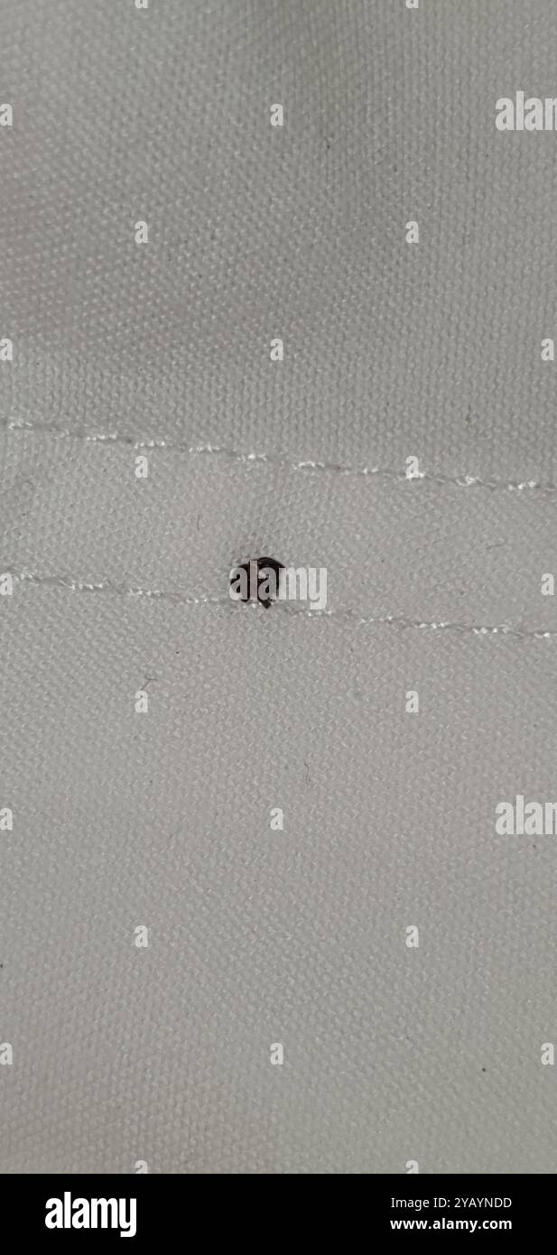 Pony Ants (Rhytidoponera) Insecta Stock Photo - Alamy