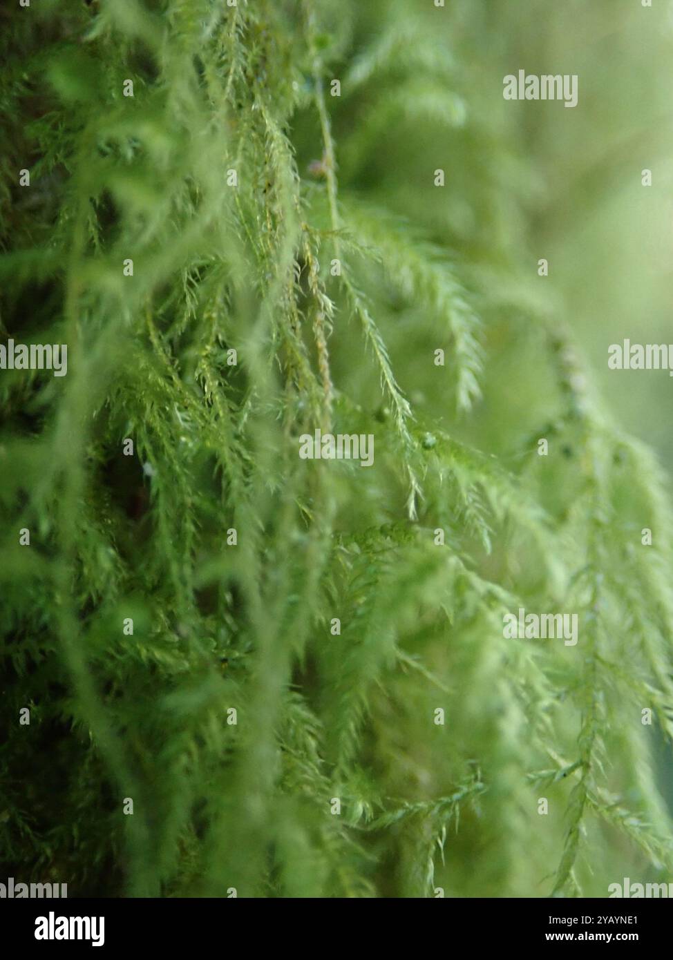 Cat's Tail Moss (Pseudisothecium stoloniferum) Plantae Stock Photo - Alamy