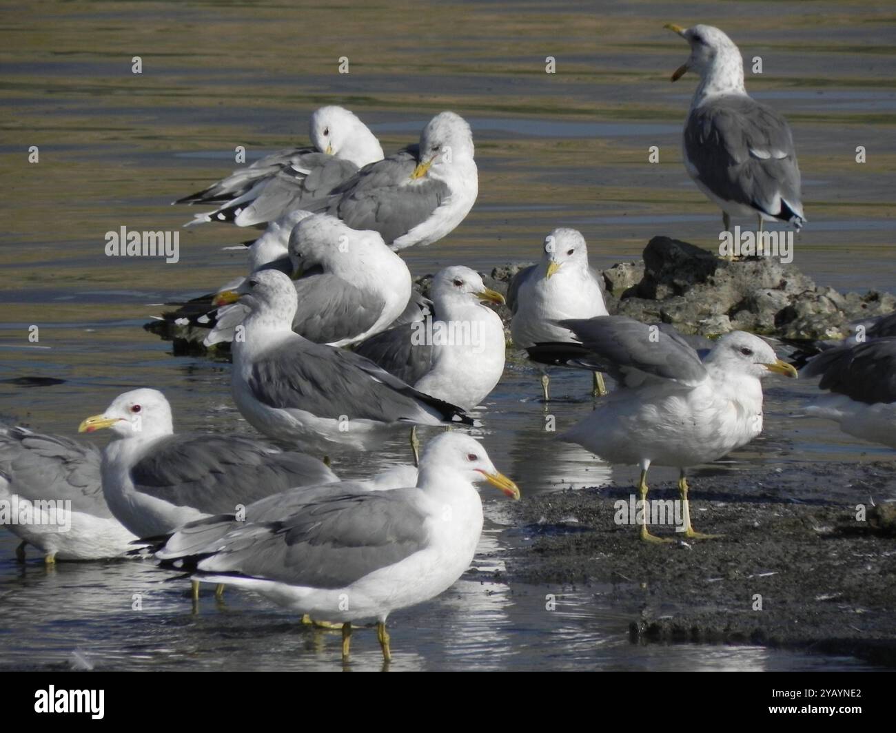 California Gull (Larus californicus) Aves Stock Photo - Alamy