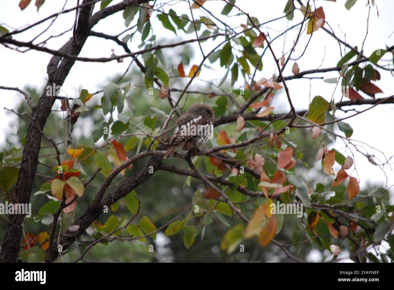 African barred owlet glaucidium capense hi-res stock photography and ...