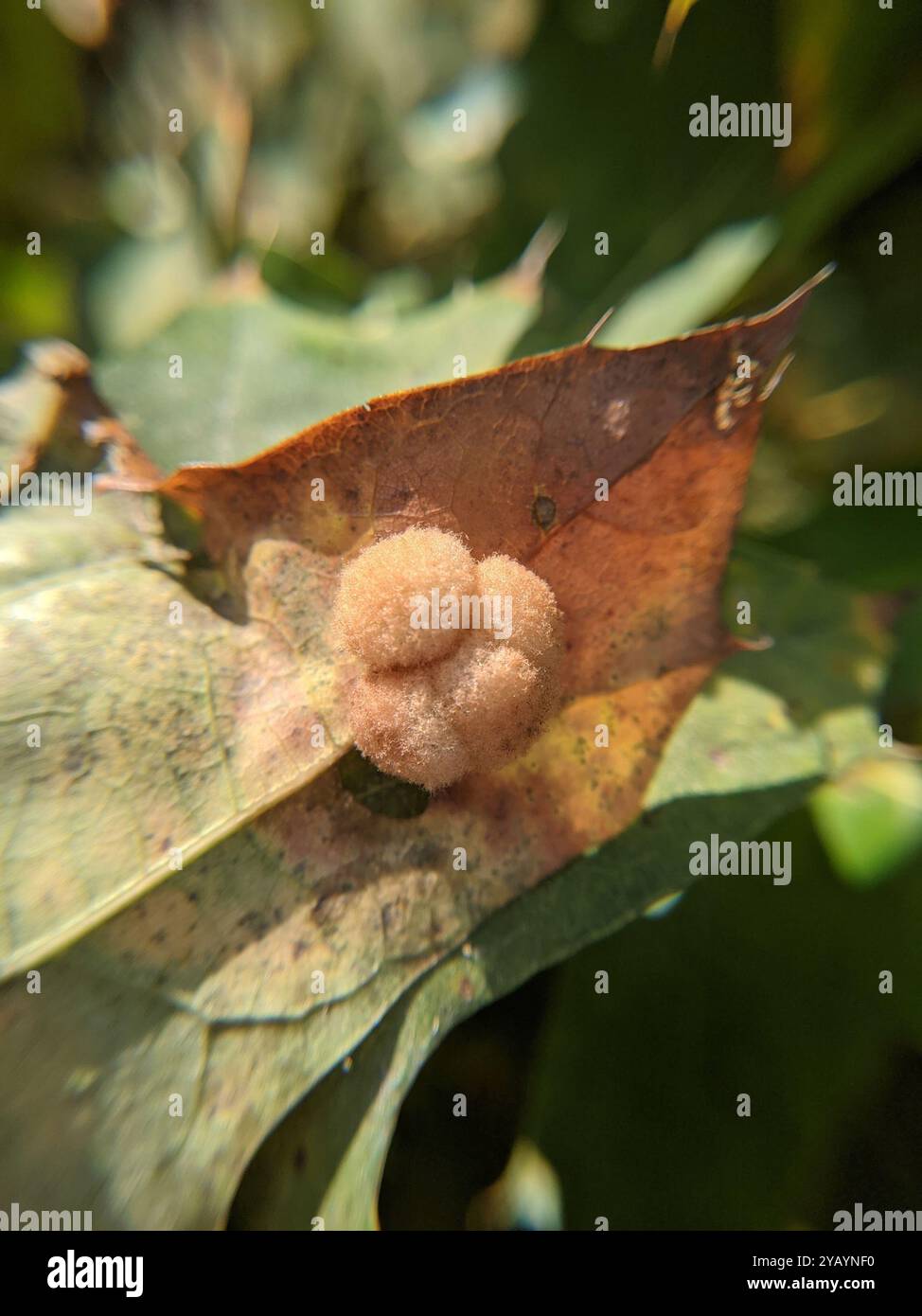 Woolly Oak Gall Wasp (Callirhytis lanata) Insecta Stock Photo - Alamy
