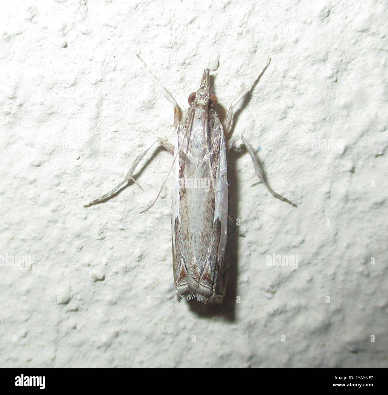 (Classeya quadricuspis) Insecta Stock Photo - Alamy