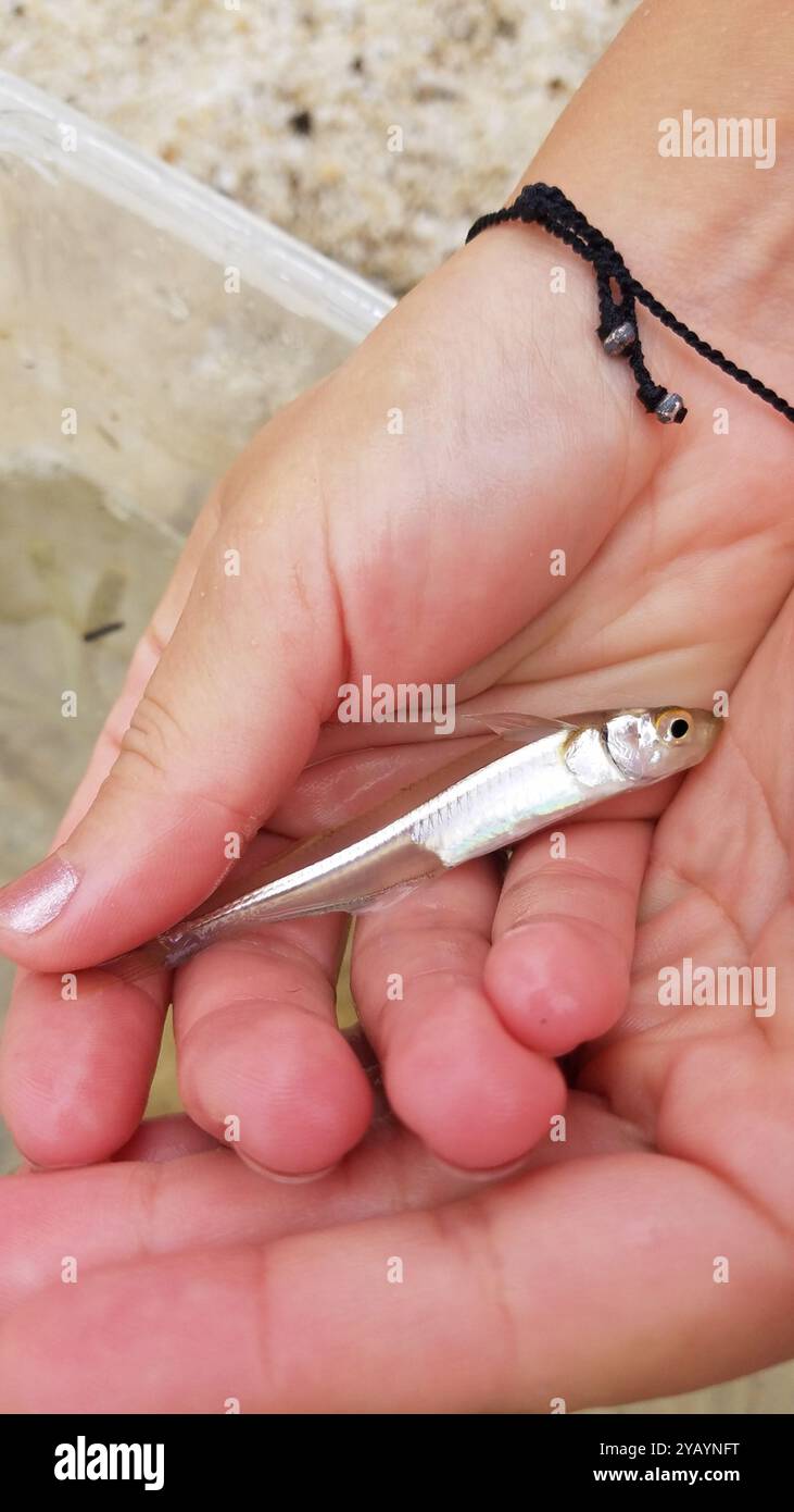 Atlantic Silverside (Menidia menidia) Actinopterygii Stock Photo - Alamy