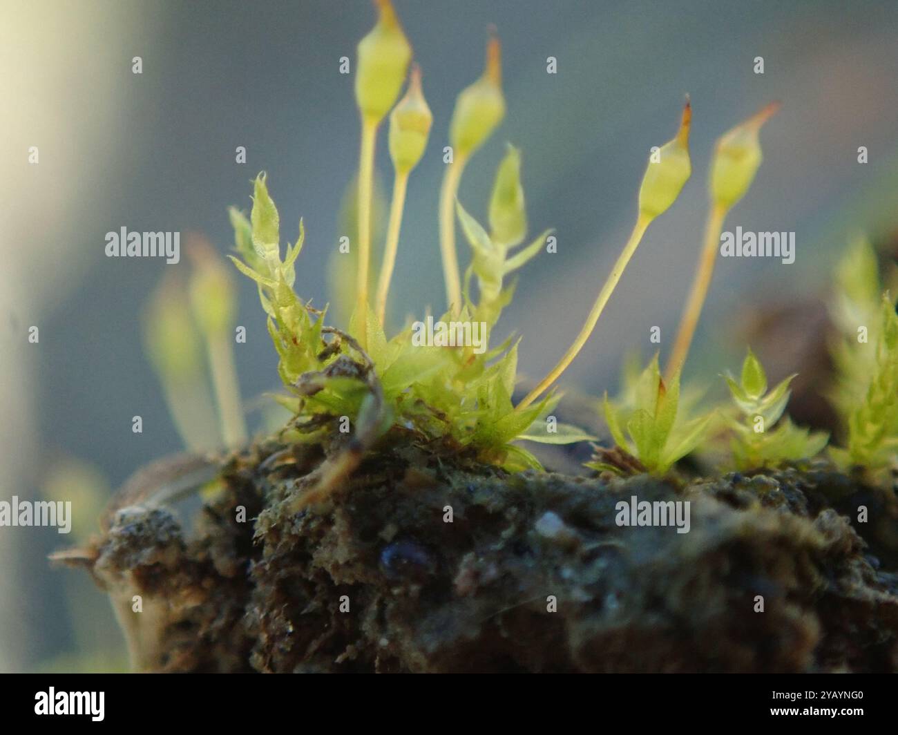 Common Pottia (Tortula truncata) Plantae Stock Photo - Alamy