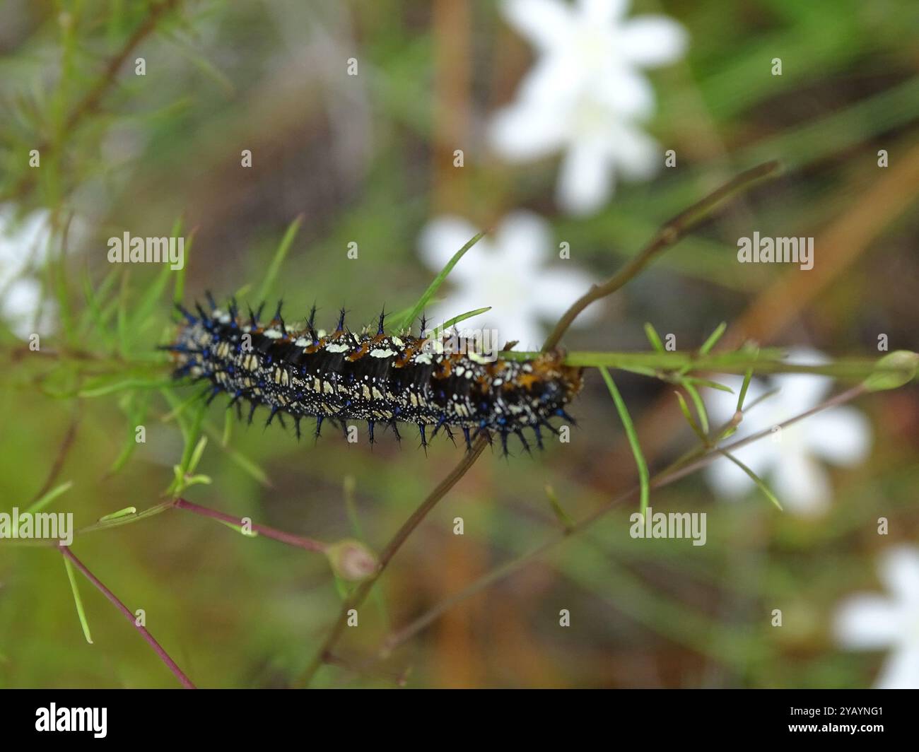 Common Buckeye (Junonia coenia) Insecta Stock Photo - Alamy