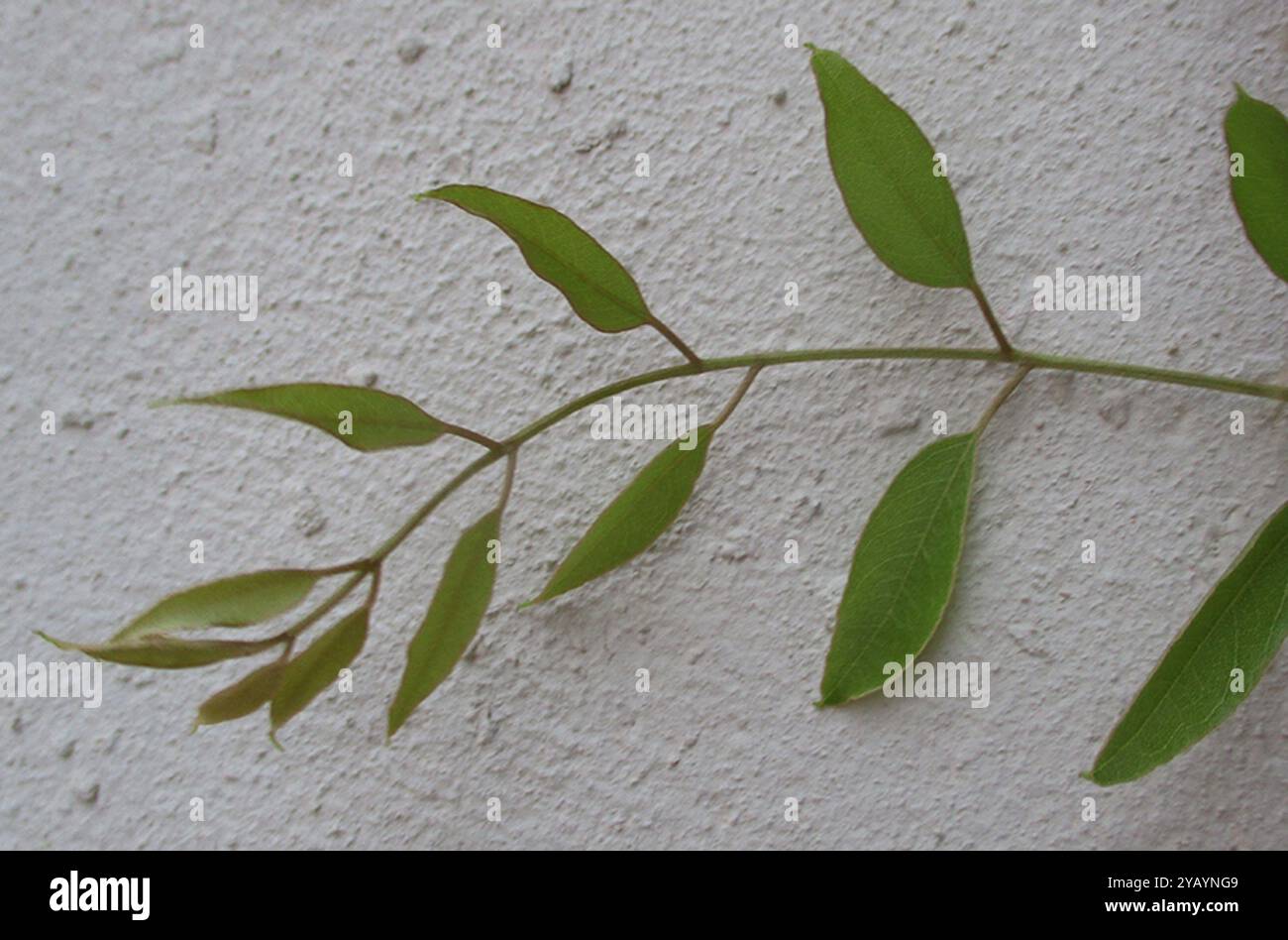Tree-wisteria (Bolusanthus speciosus) Plantae Stock Photo - Alamy