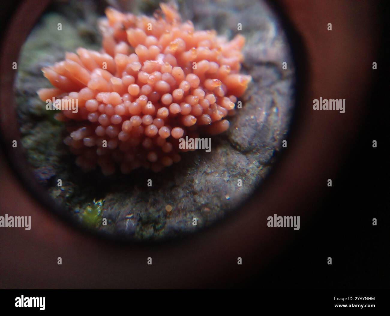 Red Raspberry Slime Mold (Tubifera ferruginosa) Protozoa Stock Photo ...