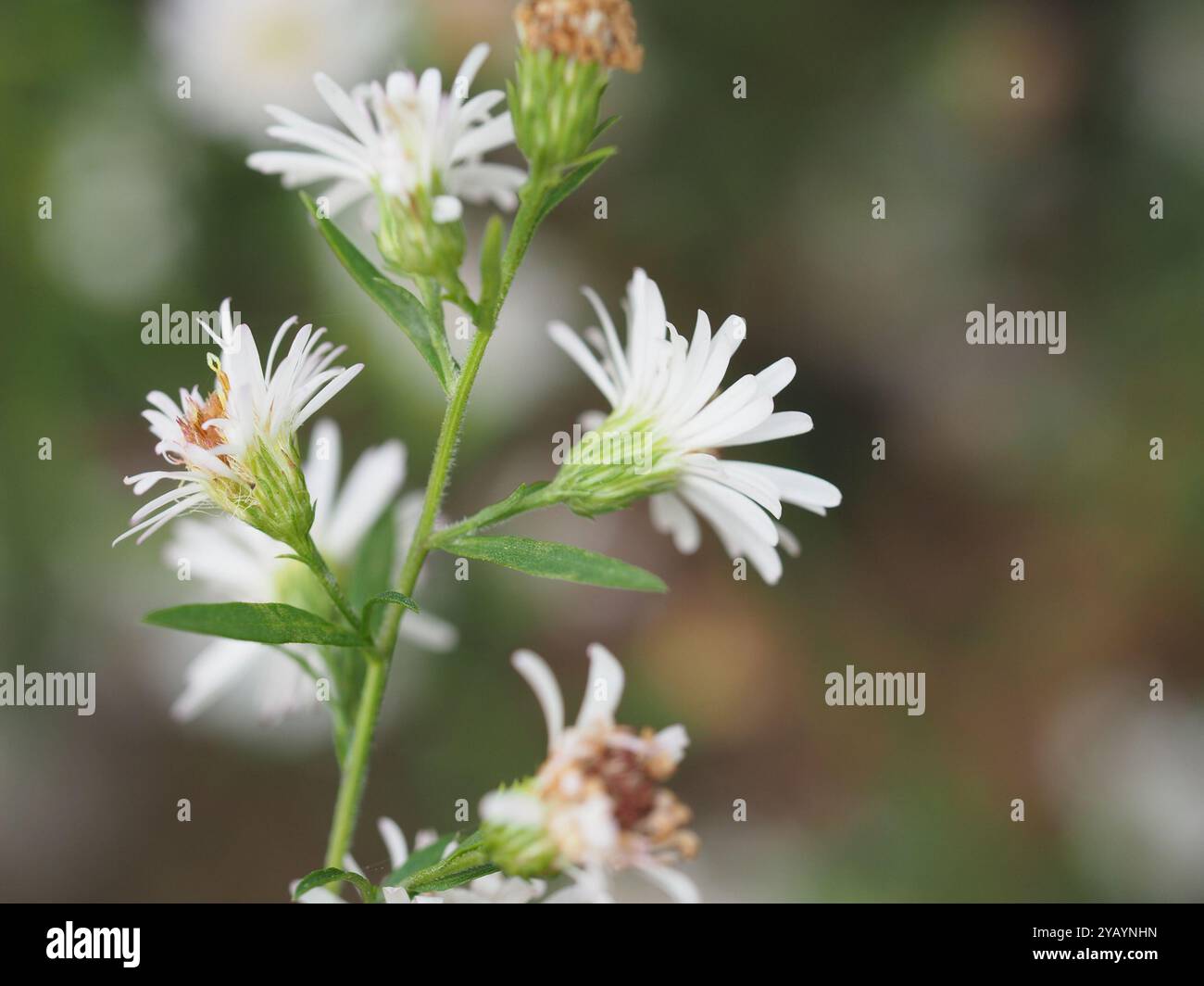 hairy white oldfield aster (Symphyotrichum pilosum) Plantae Stock Photo ...