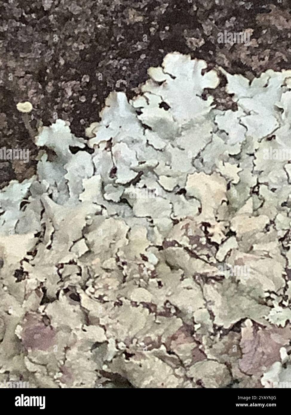typical shield lichens (Parmelioideae) Fungi Stock Photo - Alamy