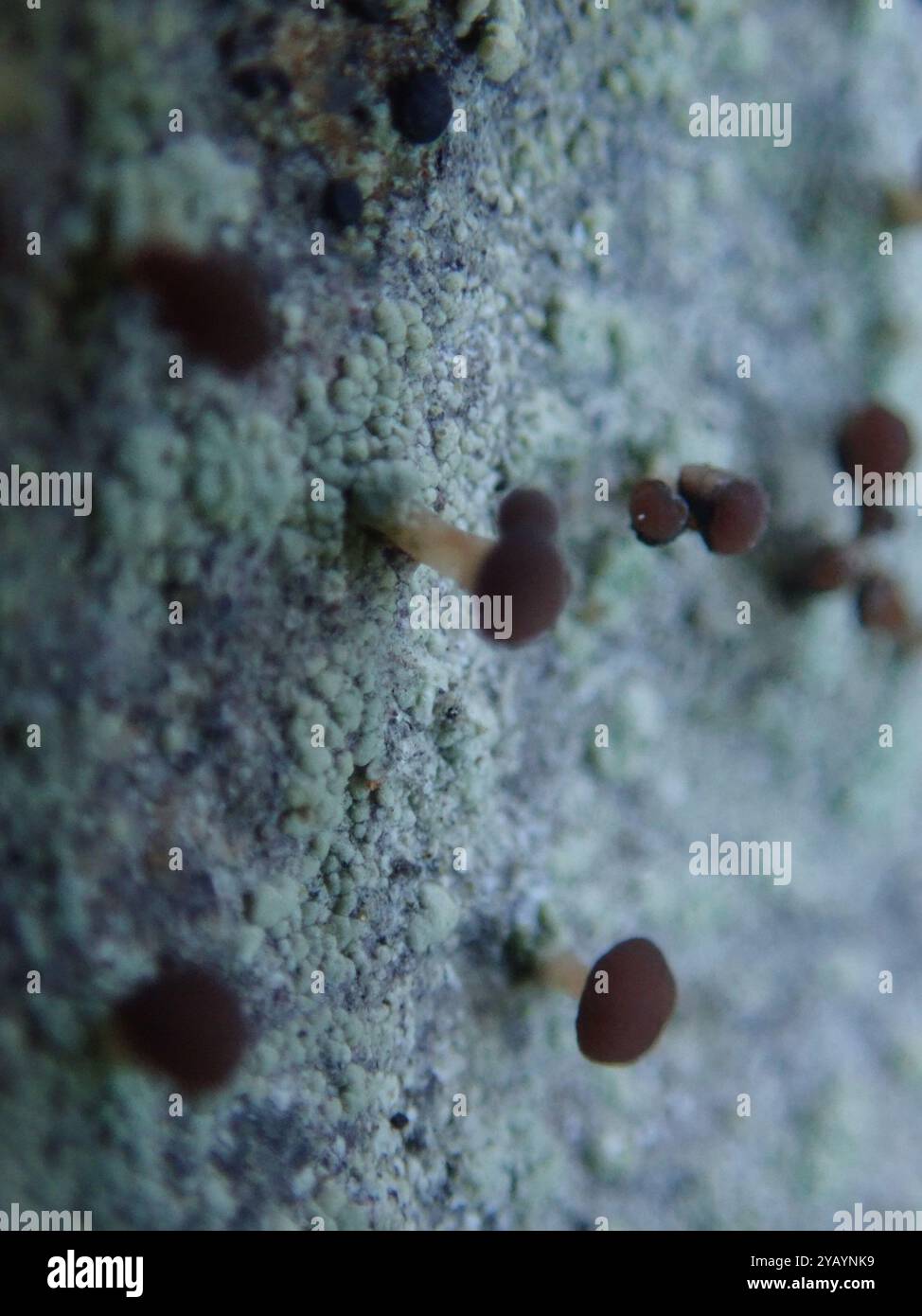 Brown Beret Lichen (Baeomyces rufus) Fungi Stock Photo - Alamy
